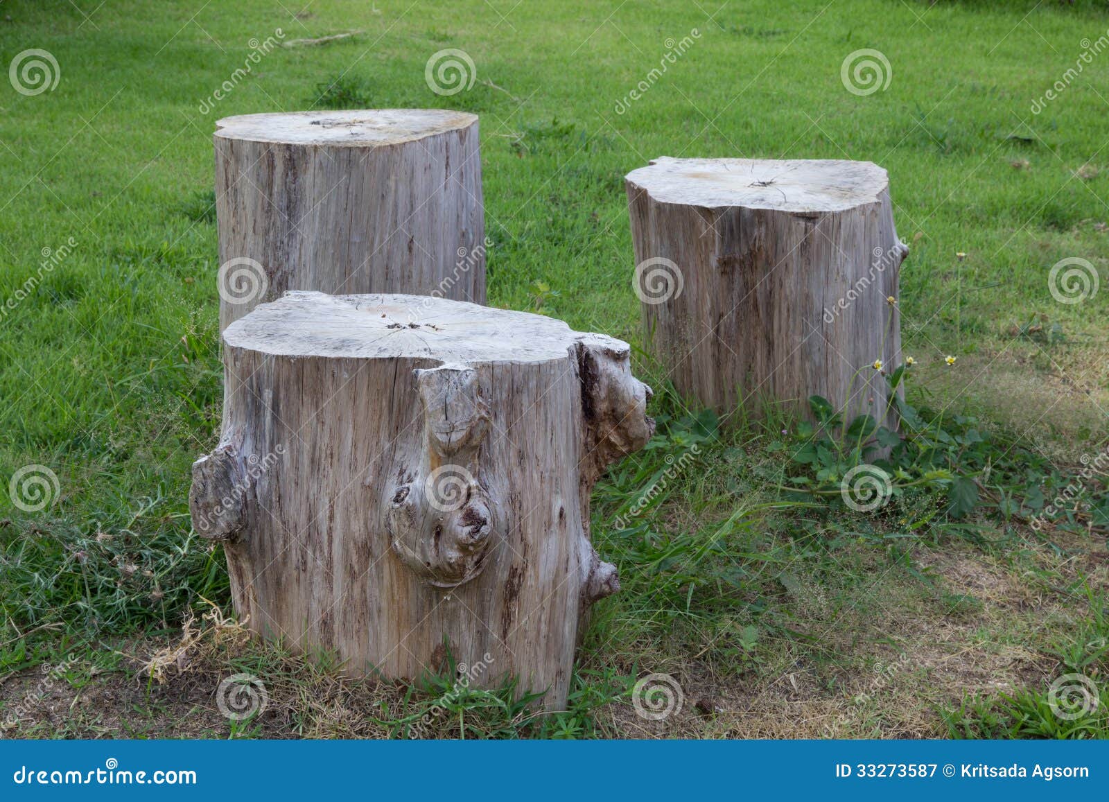 Three Stump on the Green Grass in the Garden Stock Image - Image of ...