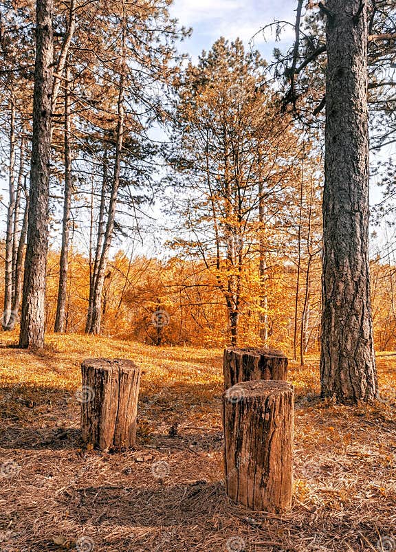 Three Stumps in an Autumn Forest with Tall Trees Stock Photo - Image of ...