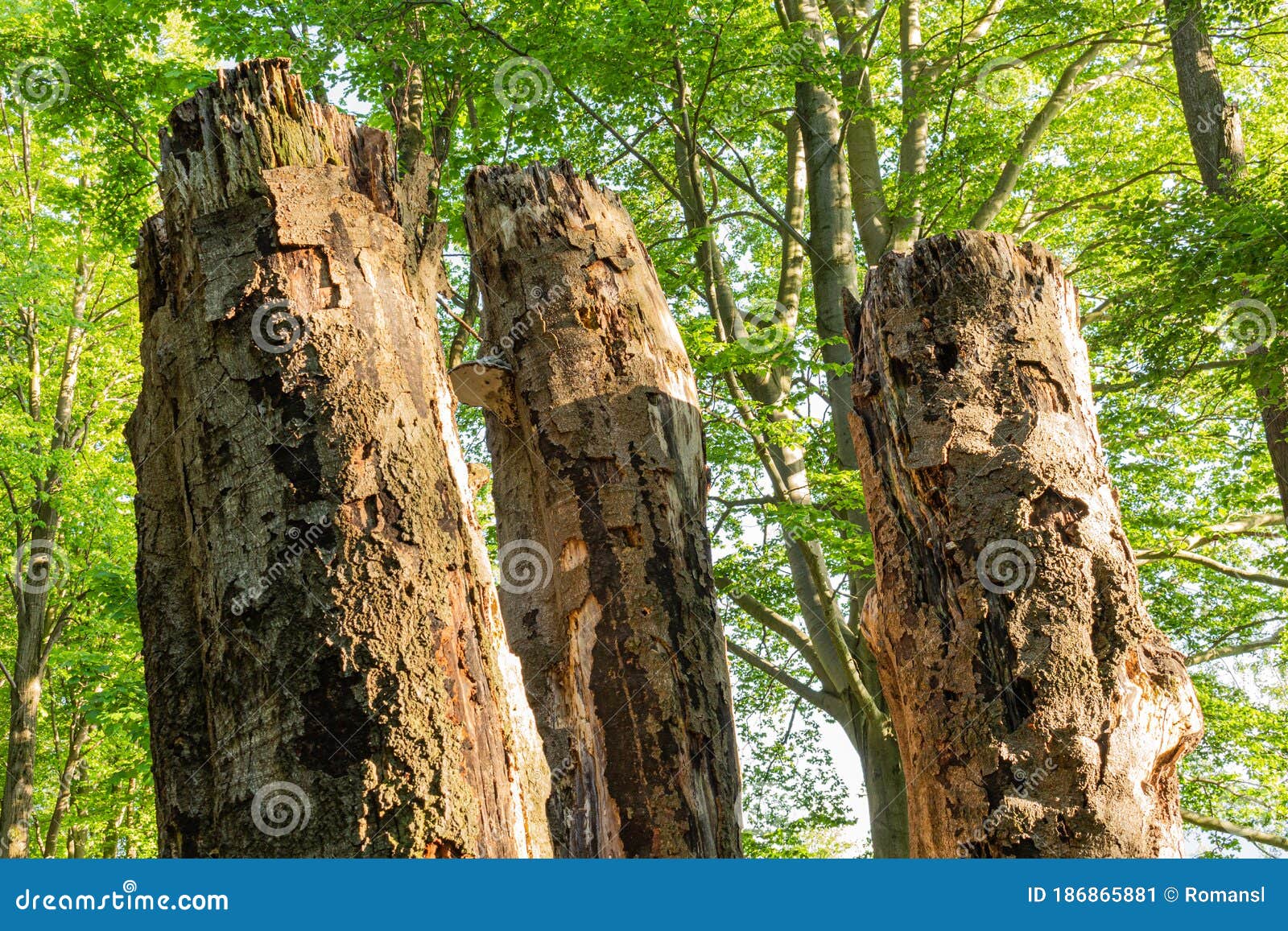 Three Stumps of a Tree Alone in a Forest Rising into the Sky Stock ...