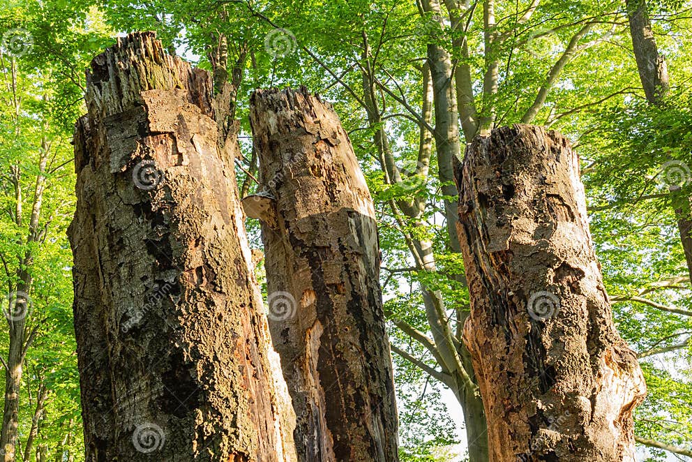 Three Stumps of a Tree Alone in a Forest Rising into the Sky Stock ...