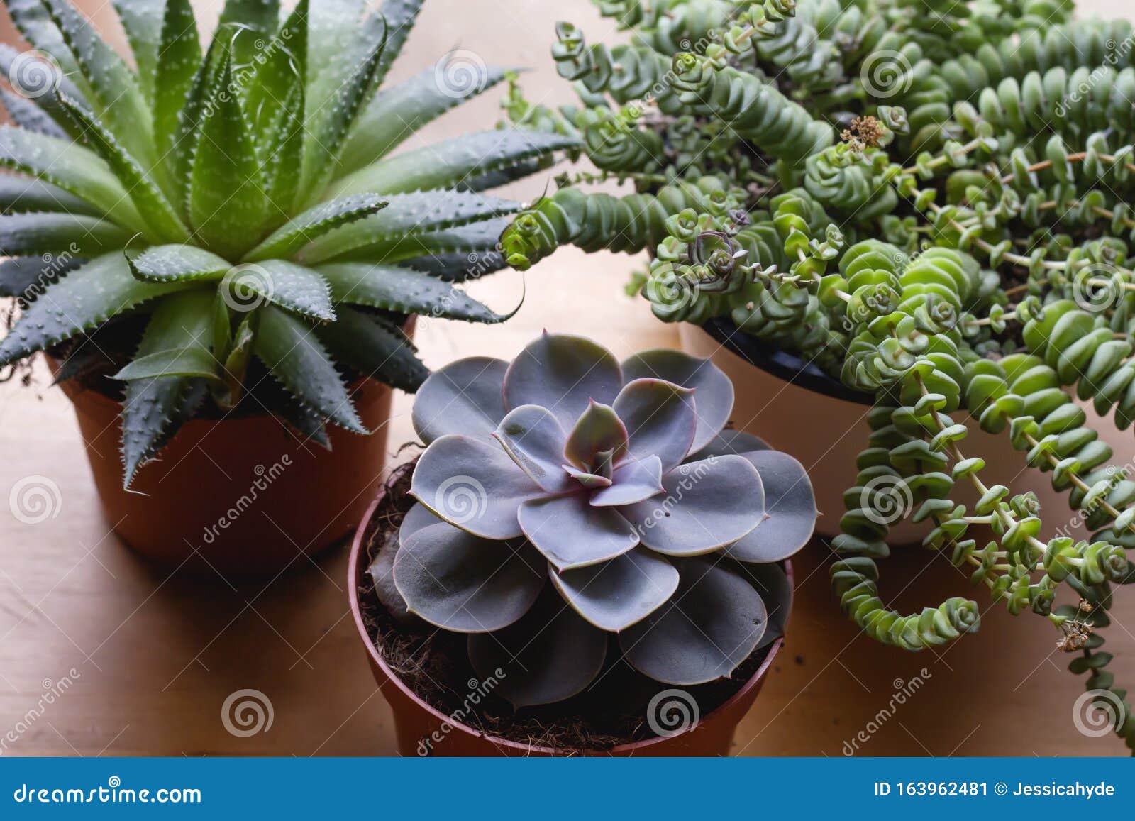 Three succulent plants stock image. Image of decoration - 163962481