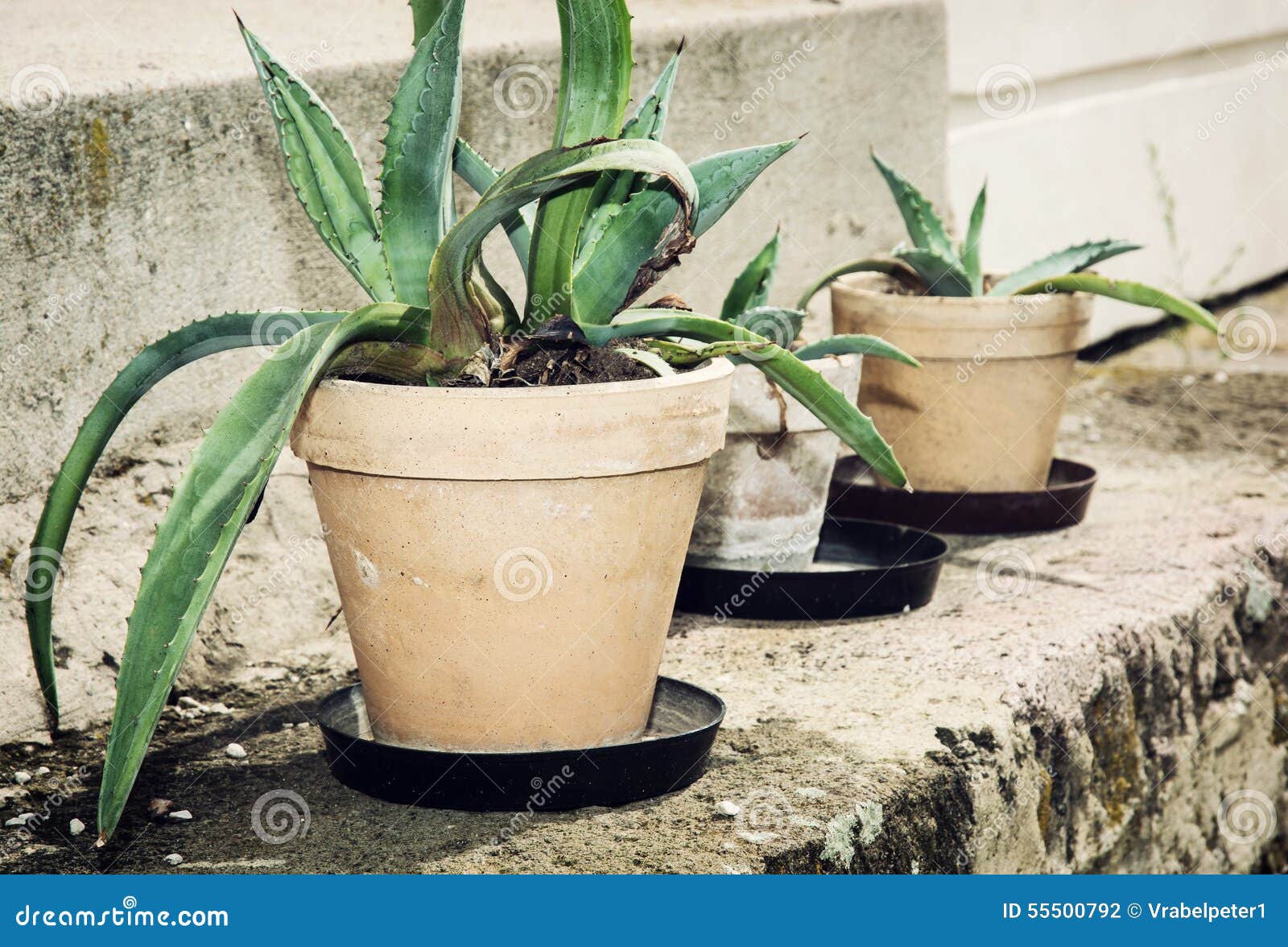 Three Succulent Plants in Flower Pots Stock Photo - Image of hobby ...