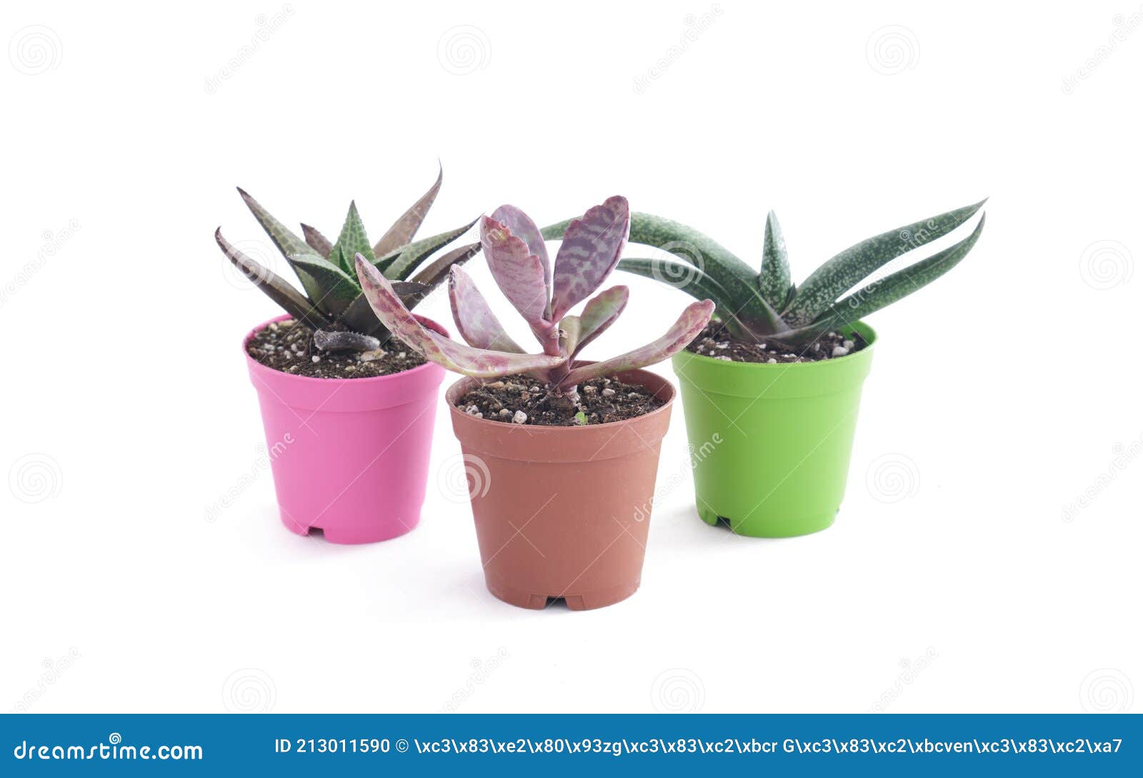 Three Succulent Plants Isolated on White Background Stock Photo - Image ...