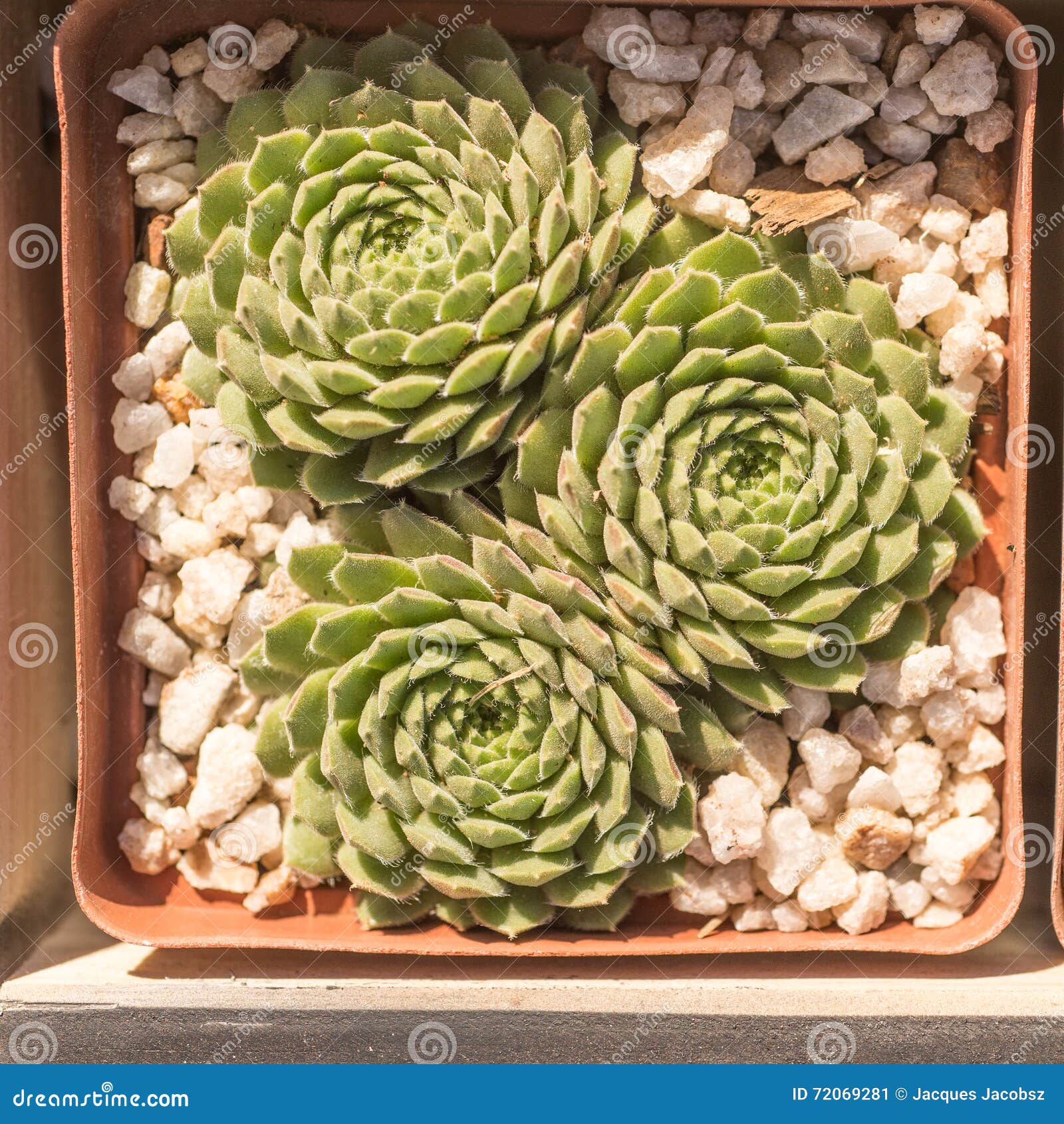 Three Succulent Plants stock image. Image of form, evolved - 72069281