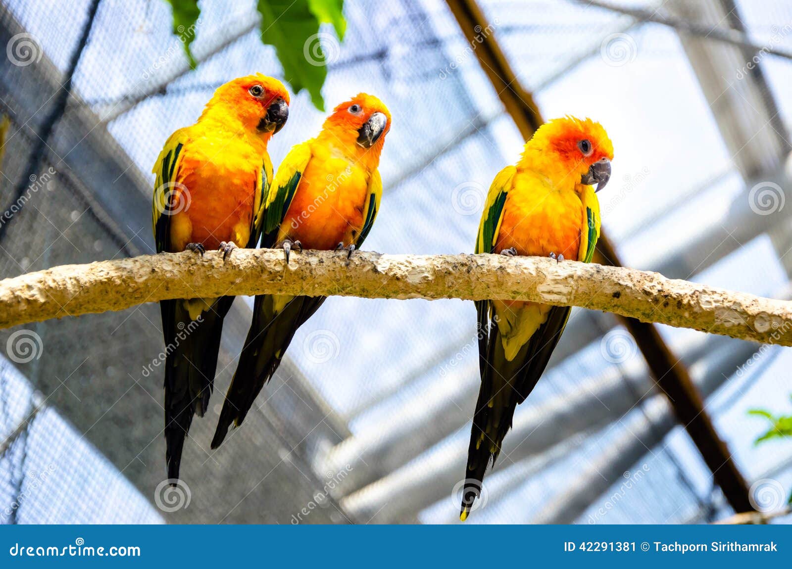 Three Sun Conures Stock Photos - Free & Royalty-Free Stock Photos from ...