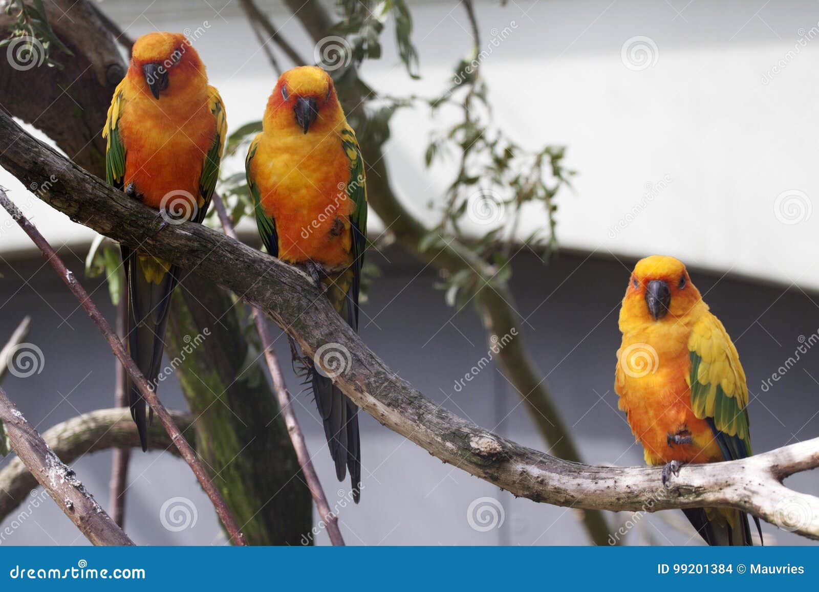 Sun Parakeet stock photo. Image of wing, white, pretty - 99201384