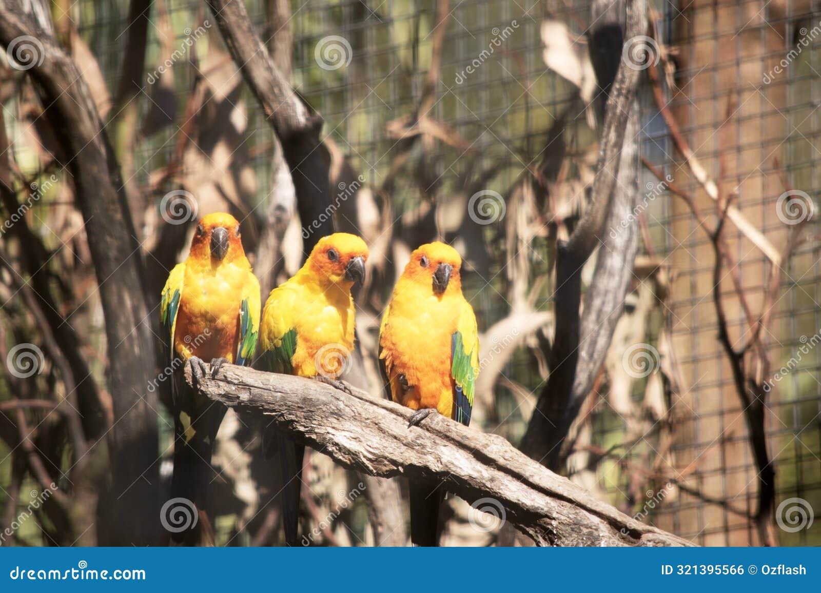 Three Sunconure Parrots Sharing a Branch Stock Photo - Image of beak ...