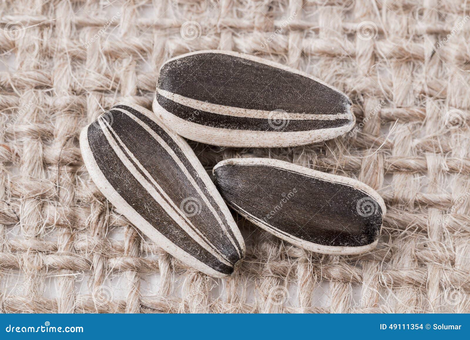 Three sunflower seeds stock photo. Image of group, bird - 49111354