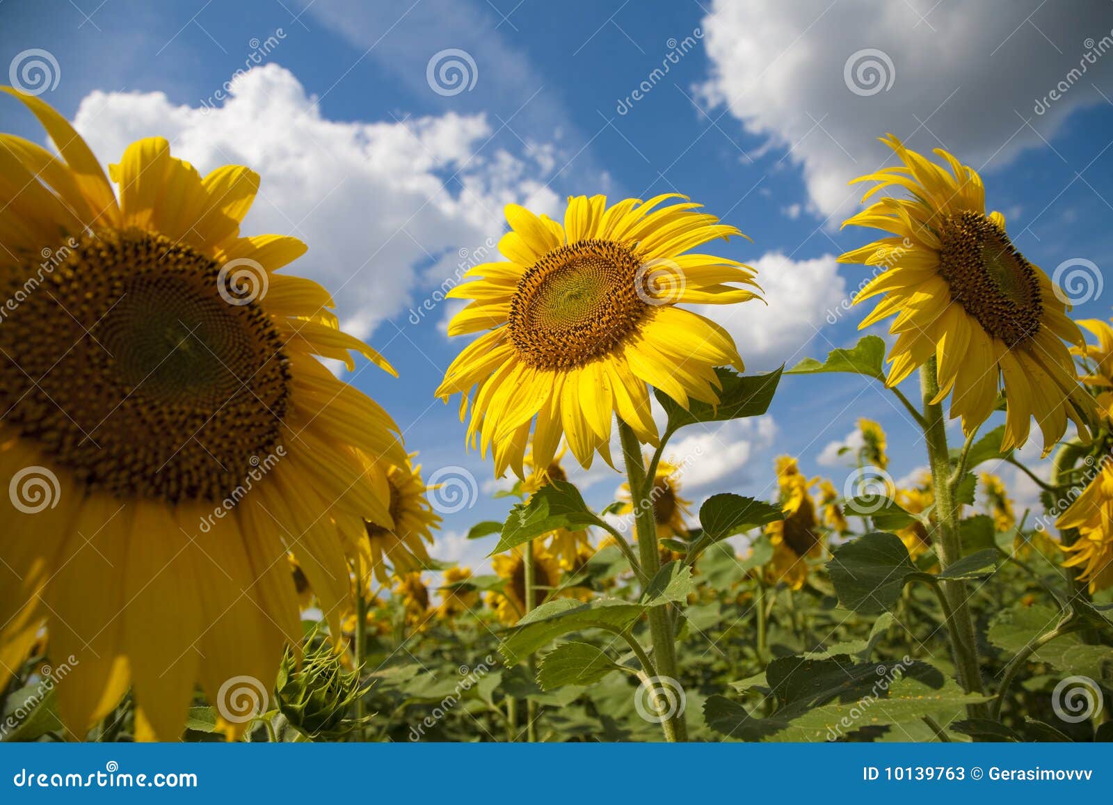 Three sunflowers stock image. Image of honey, farm, field - 10139763