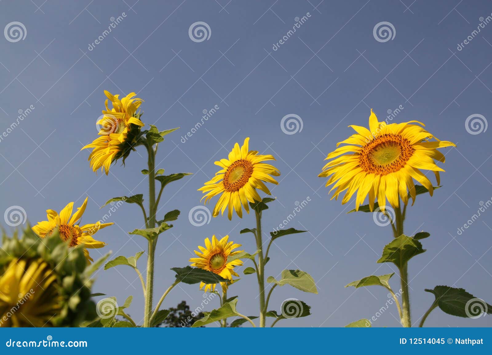 Three sunflowers stock image. Image of yellow, sunflowers - 12514045
