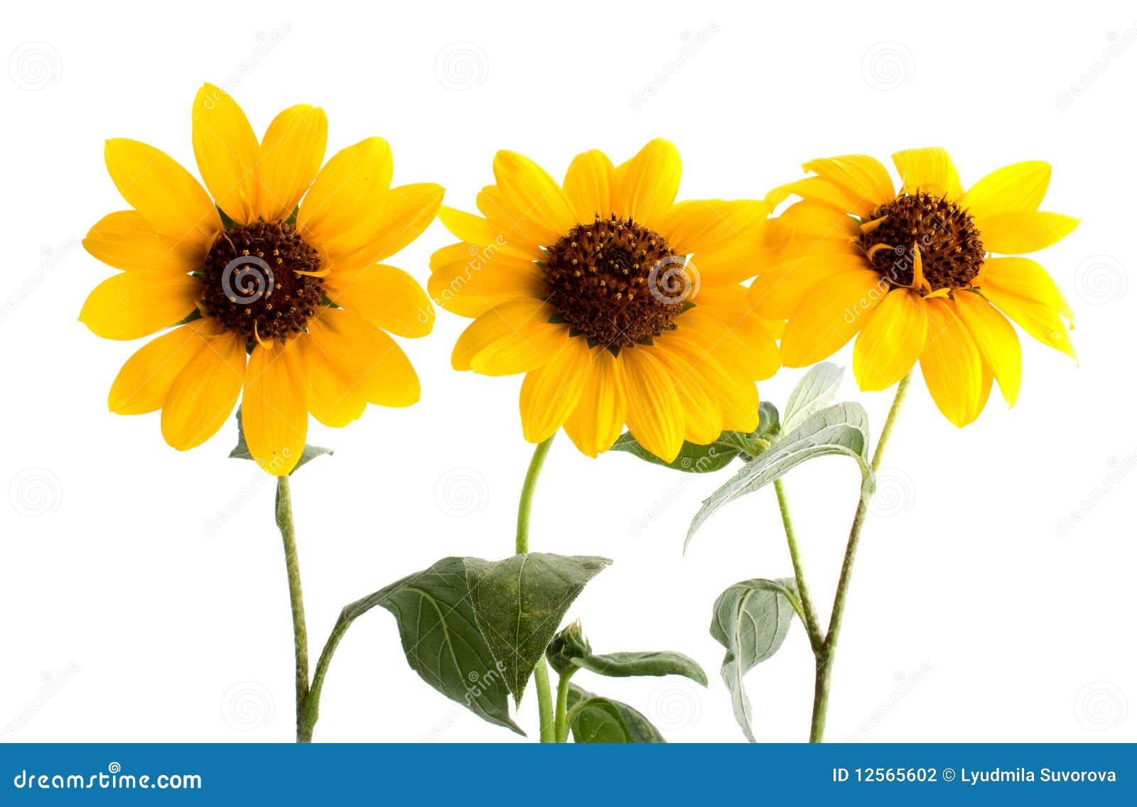 Three sunflowers stock photo. Image of plant, nature - 12565602