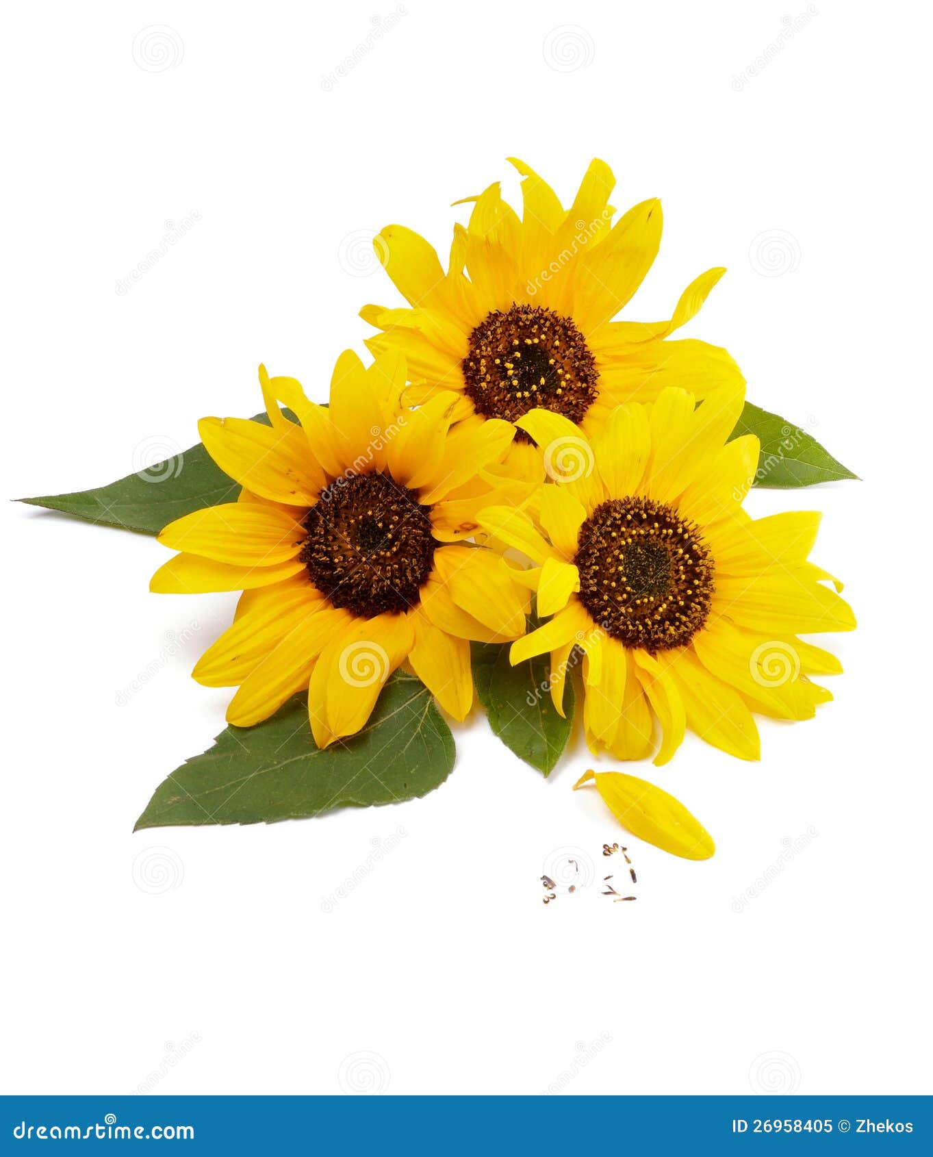Three Sunflowers stock image. Image of foliage, stamen - 26958405
