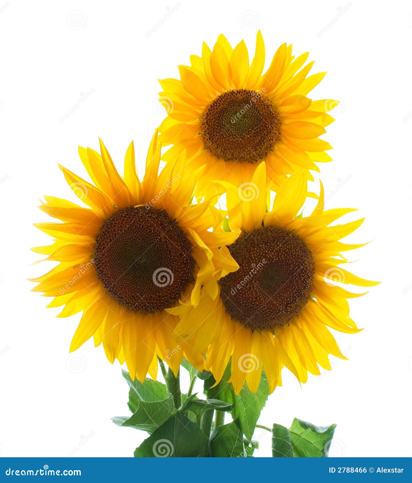 Three sunflowers stock photo. Image of close, macro, bouqet - 2788466