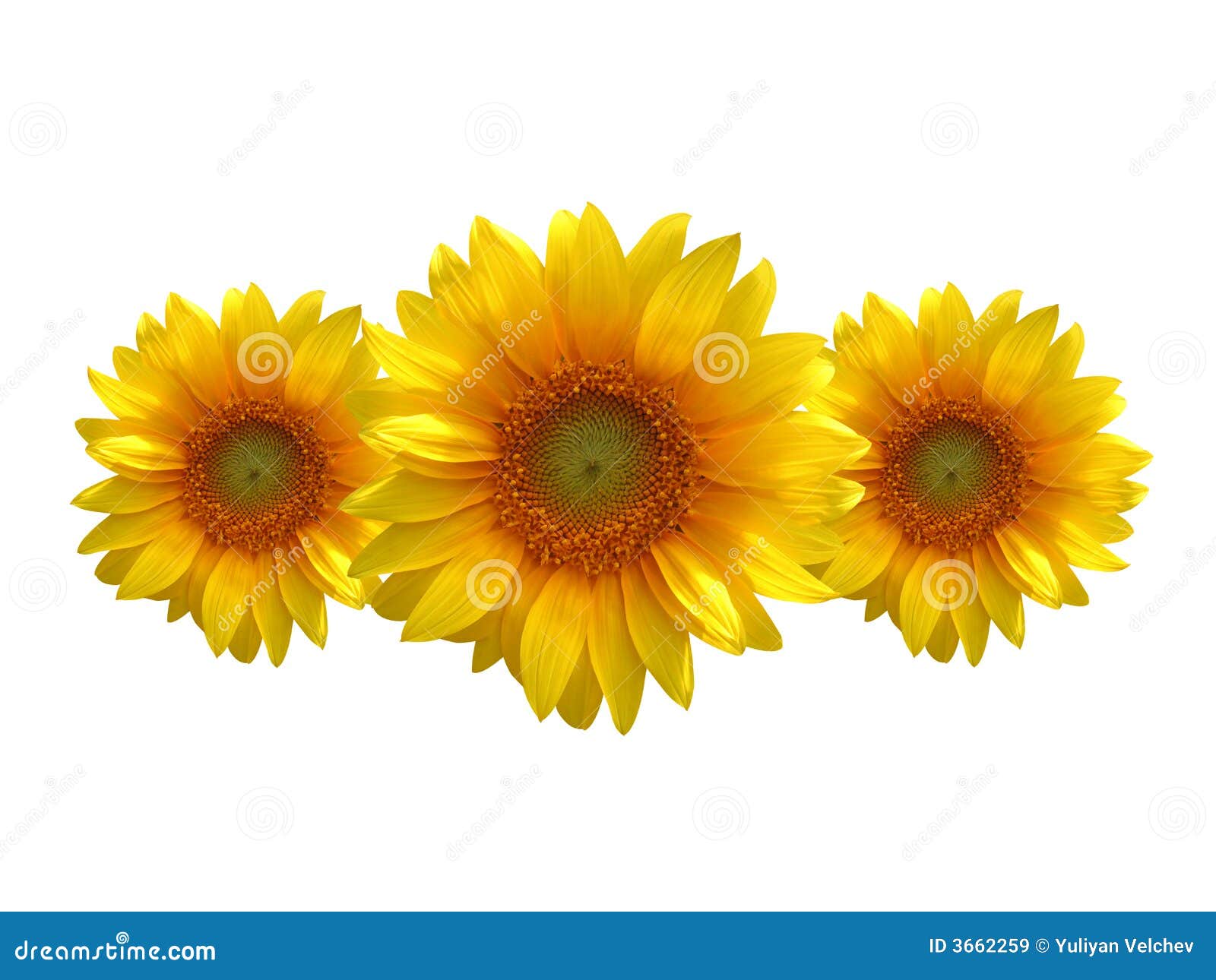 Three sunflowers stock image. Image of isolated, beauty - 3662259