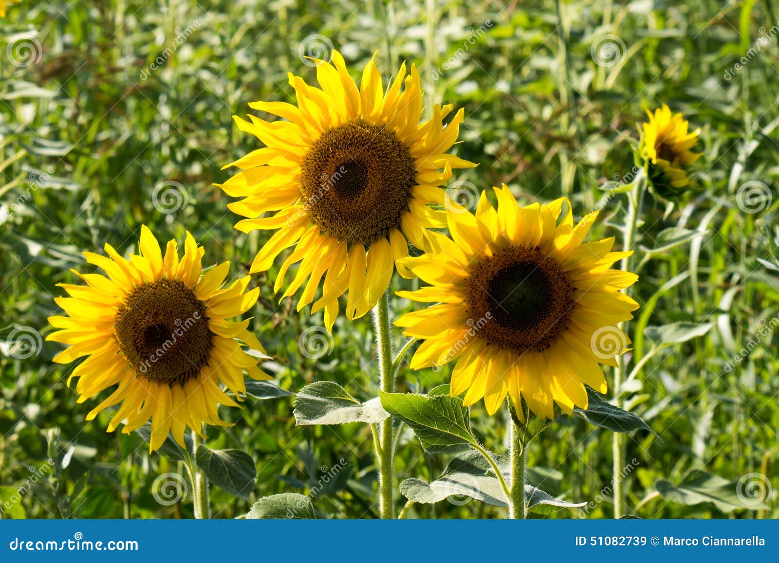 Three sunflowers stock image. Image of margarine, close - 51082739