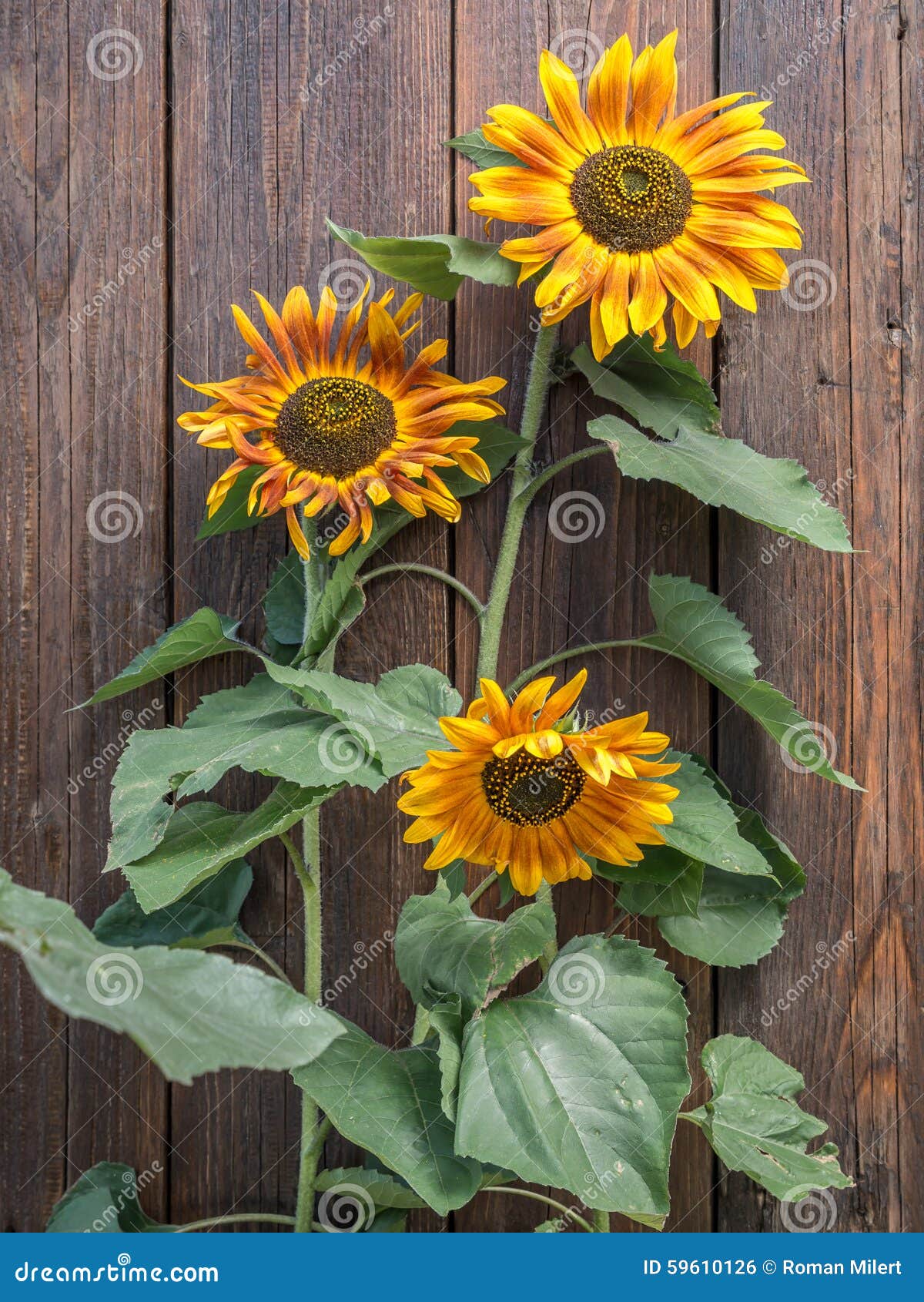 Three sunflowers stock photo. Image of season, wooden - 59610126