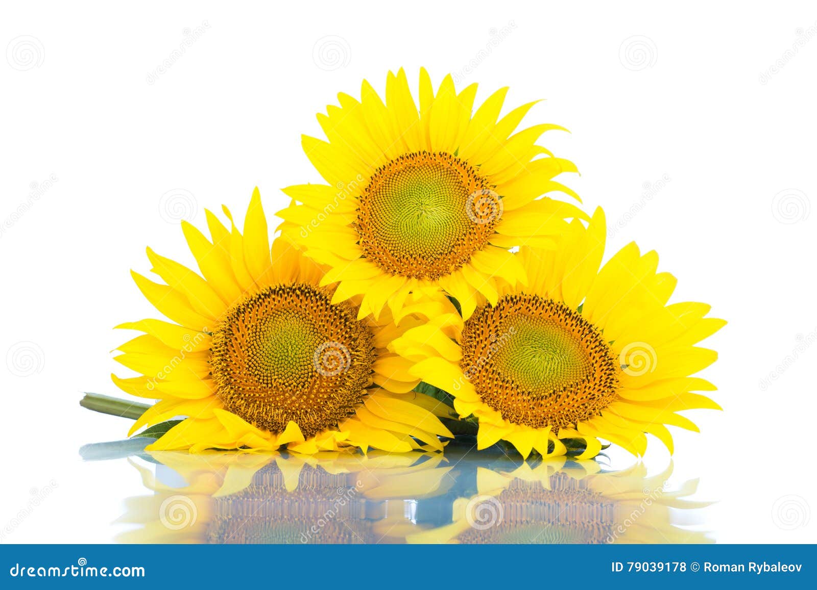 Three Sunflowers. Isolated on White Background Stock Photo - Image of ...