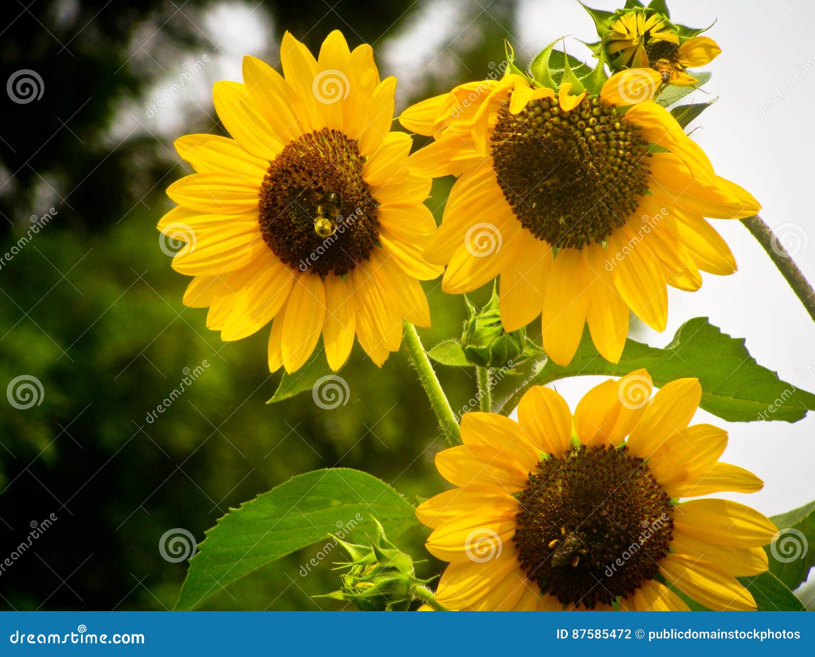 Three Sunflowers Picture. Image: 87585472