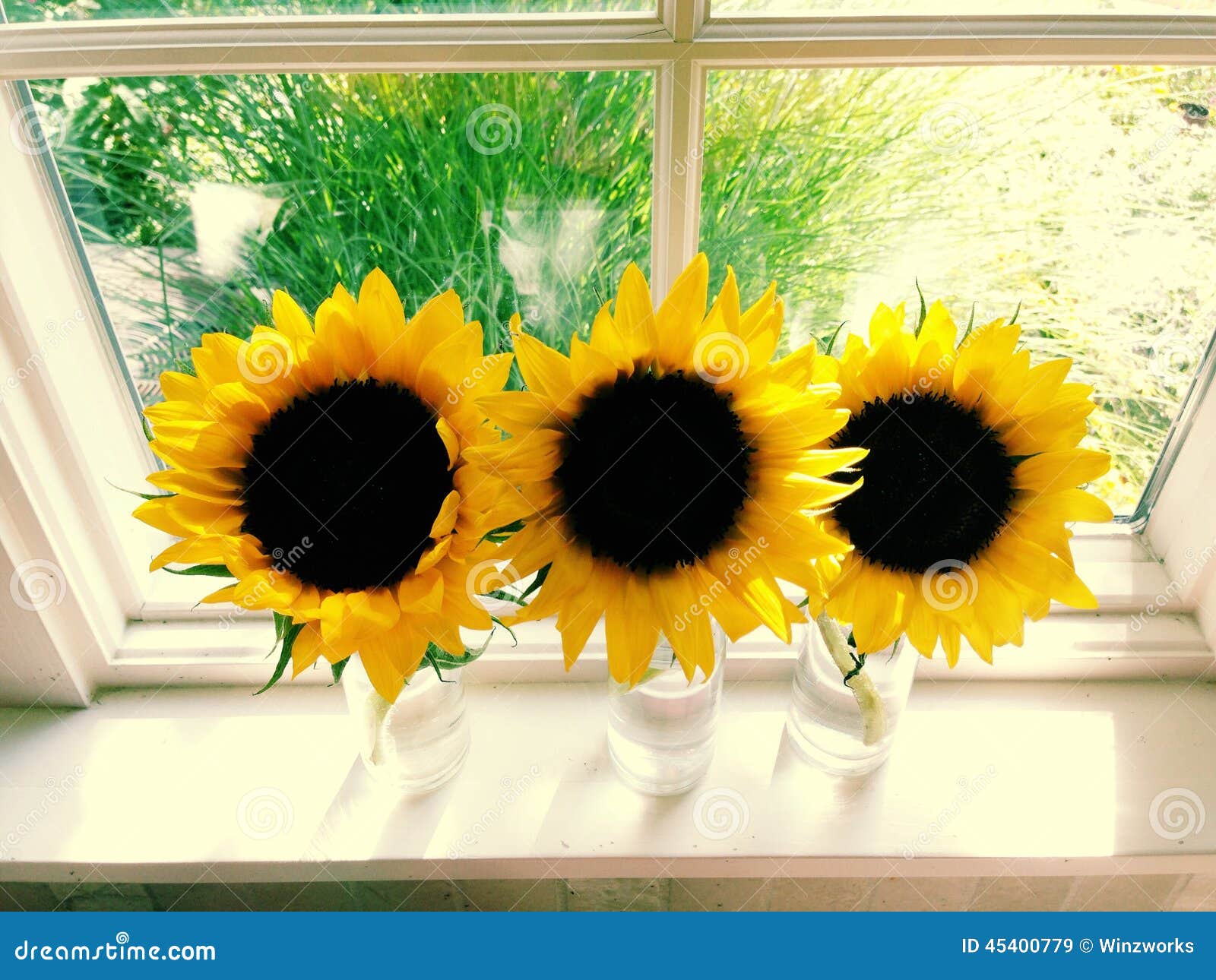 Three Sunflowers in a Sunny Window Stock Image - Image of arranged ...