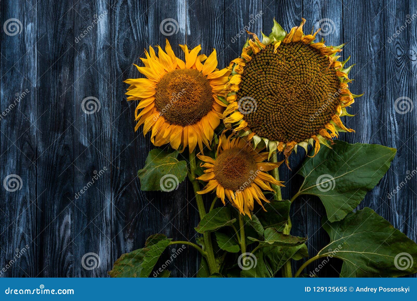 Three Sunflowers on Wooden Table Stock Image - Image of abstract, leaf ...