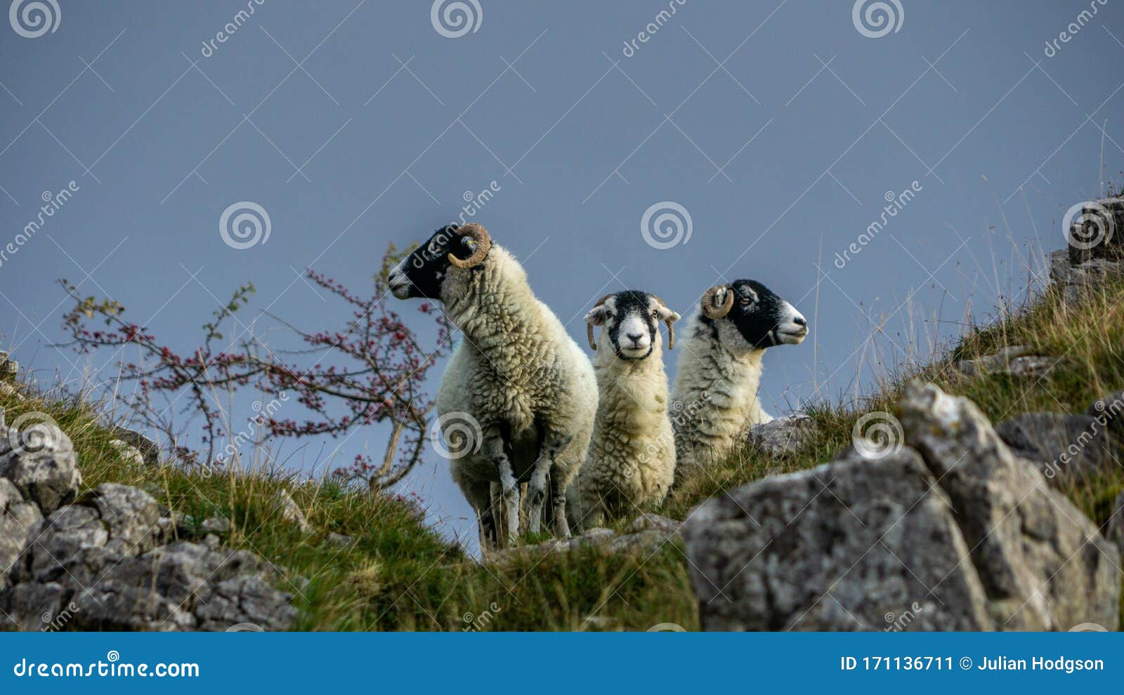 Three Swaledale Sheep Look Over a Limestone View Stock Image - Image of ...