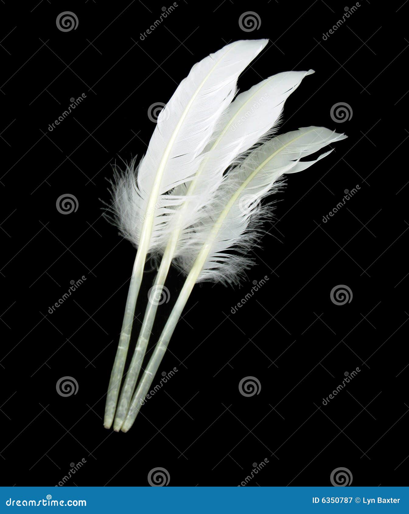Three swan feathers stock image. Image of sign, communication - 6350787
