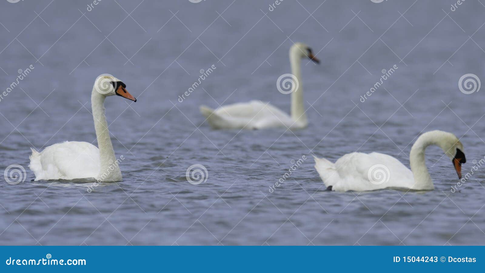 Three swans stock image. Image of nature, wildlife, swan - 15044243