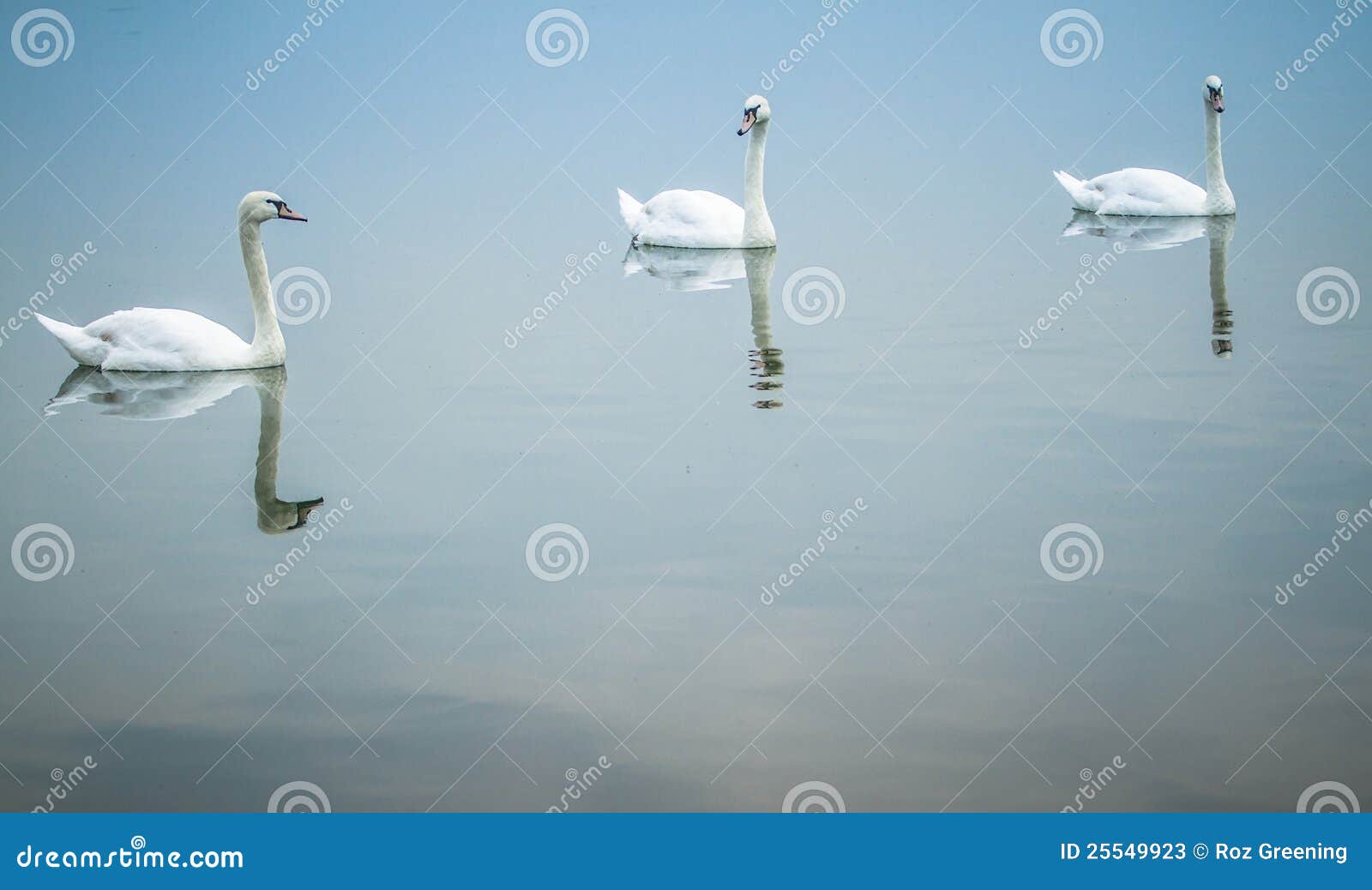 Three swans stock image. Image of trio, triple, england - 25549923