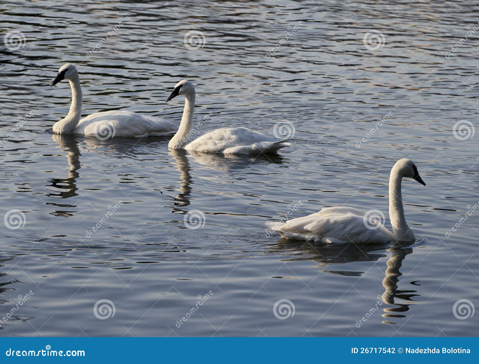Three swans stock photo. Image of peacefulness, morning - 26717542