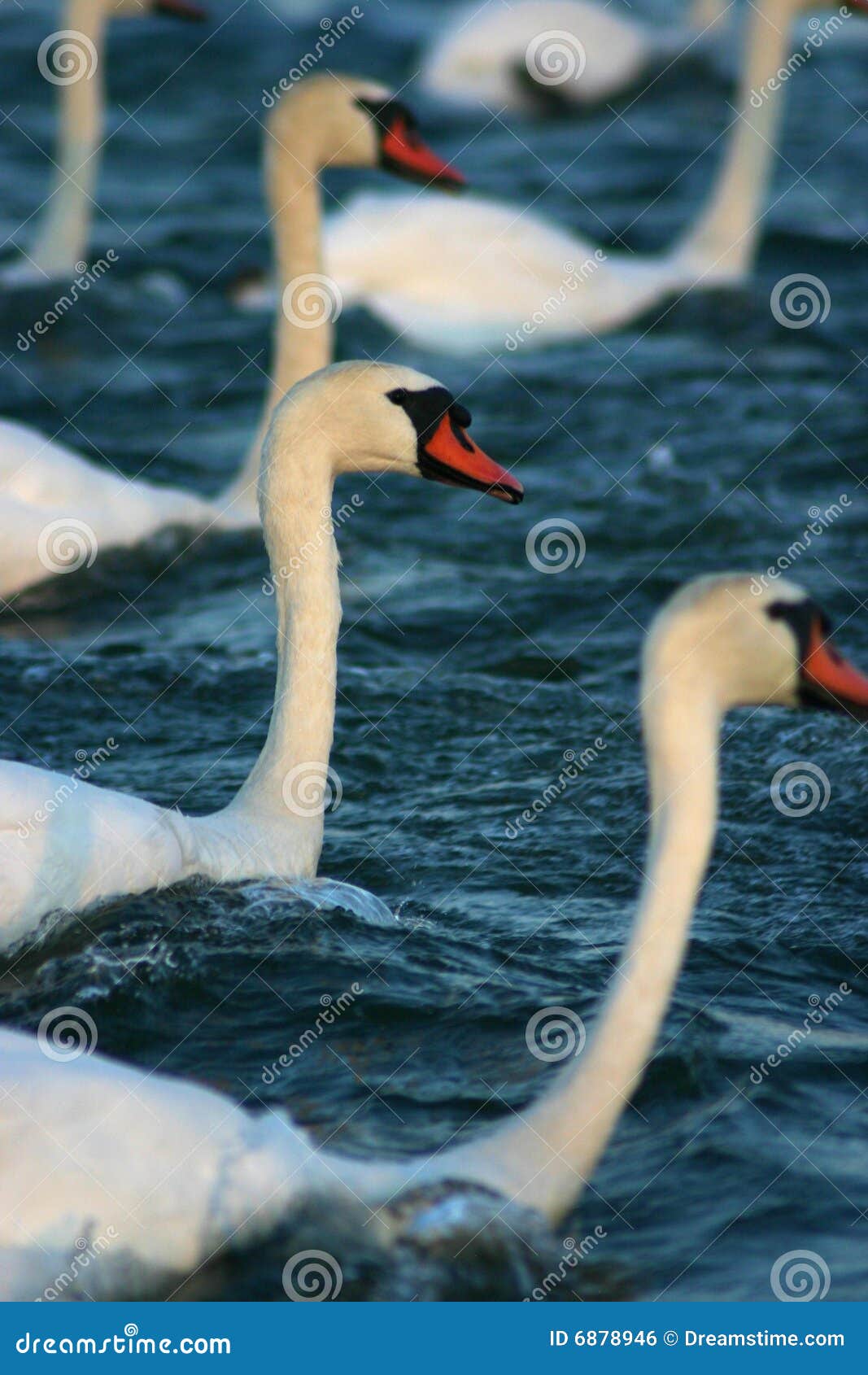Three swans stock photo. Image of blue, feather, birds - 6878946