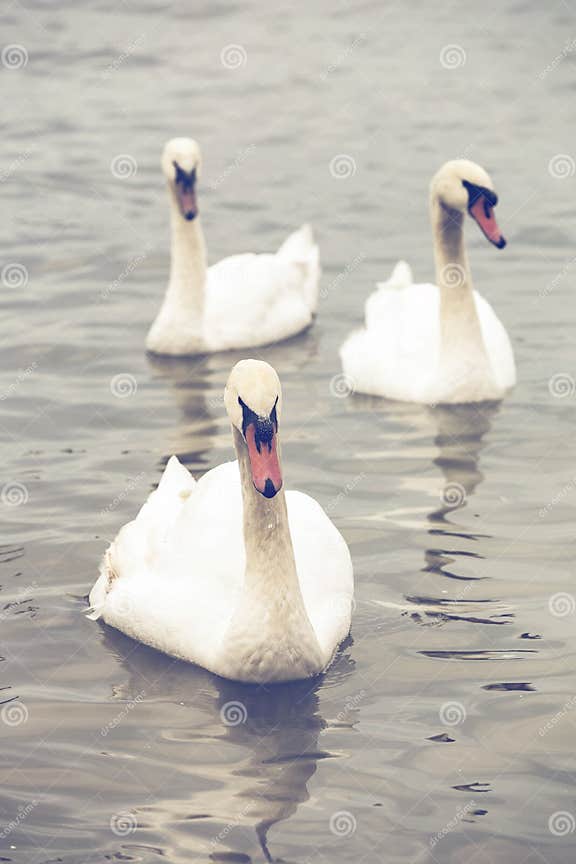 Three swans 3 stock photo. Image of lovely, elegance - 86335412