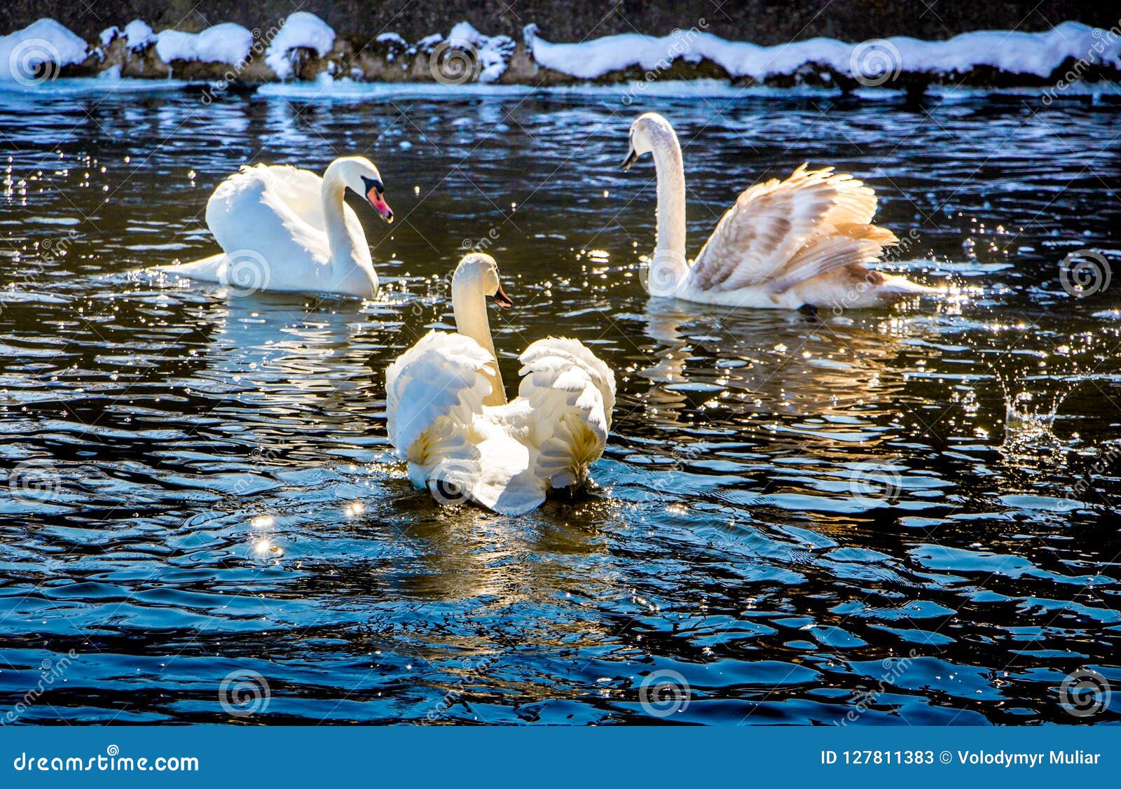 Three Swans Float on the Water on a Sunny Winter Day_ Stock Image ...