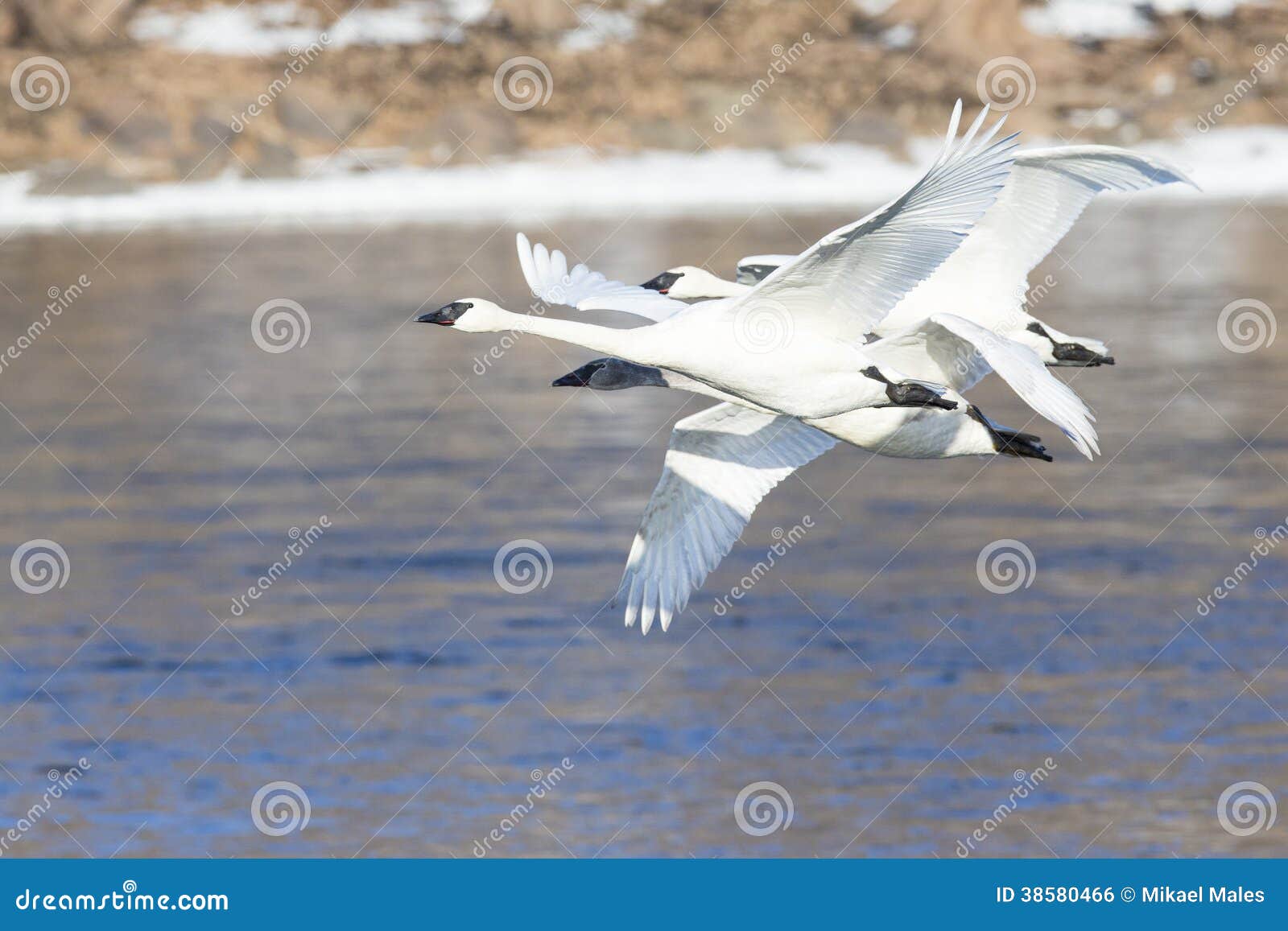 Three Swans Flying Off from River Stock Photo - Image of migrating ...