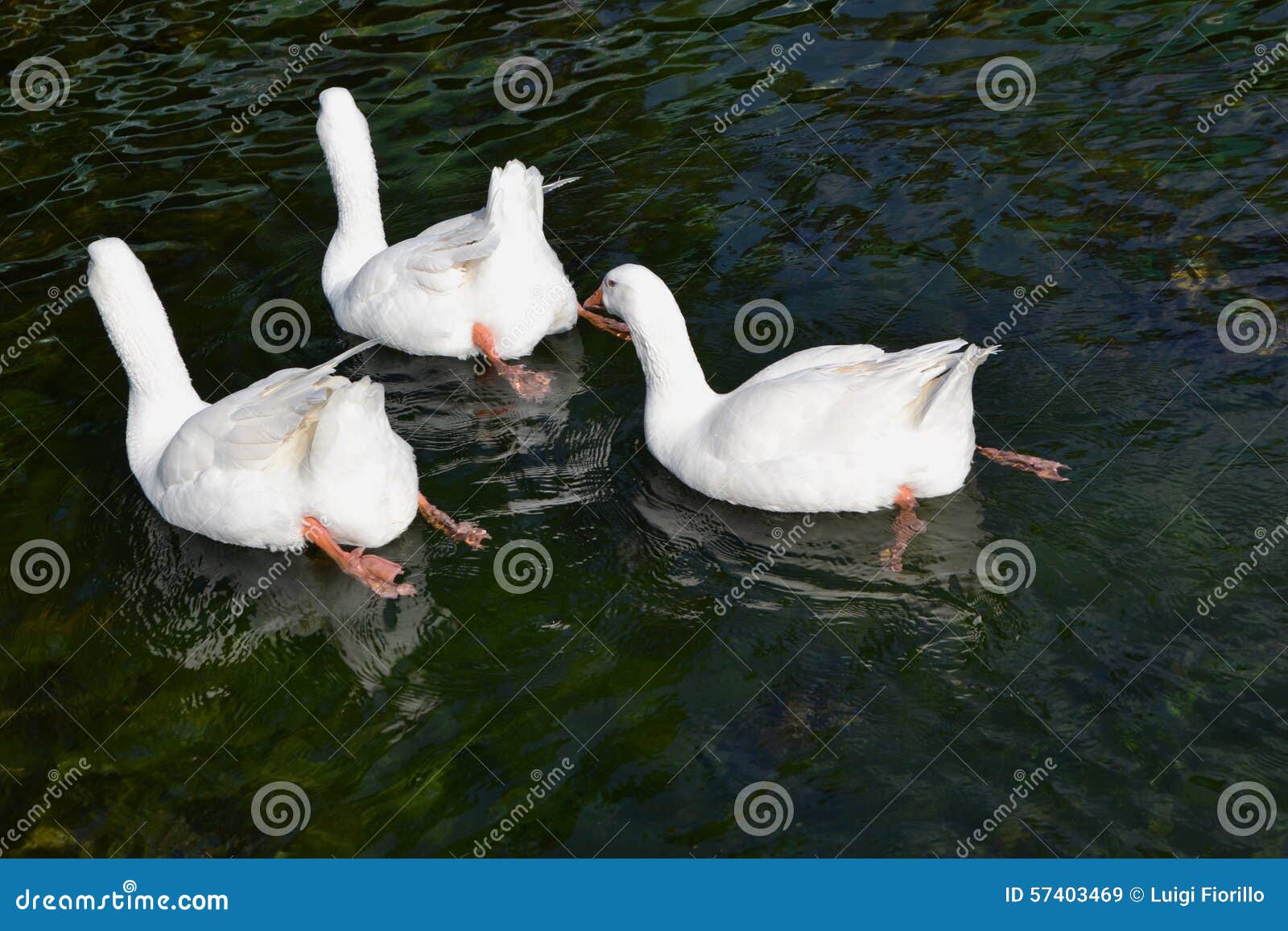 Three swans stock image. Image of bird, blue, natural - 57403469
