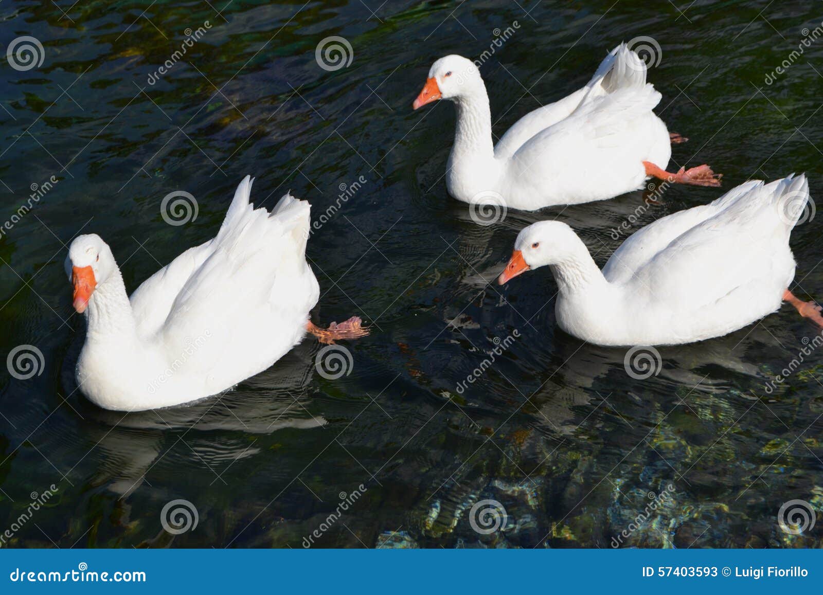 Three swans stock image. Image of graceful, light, calm - 57403593