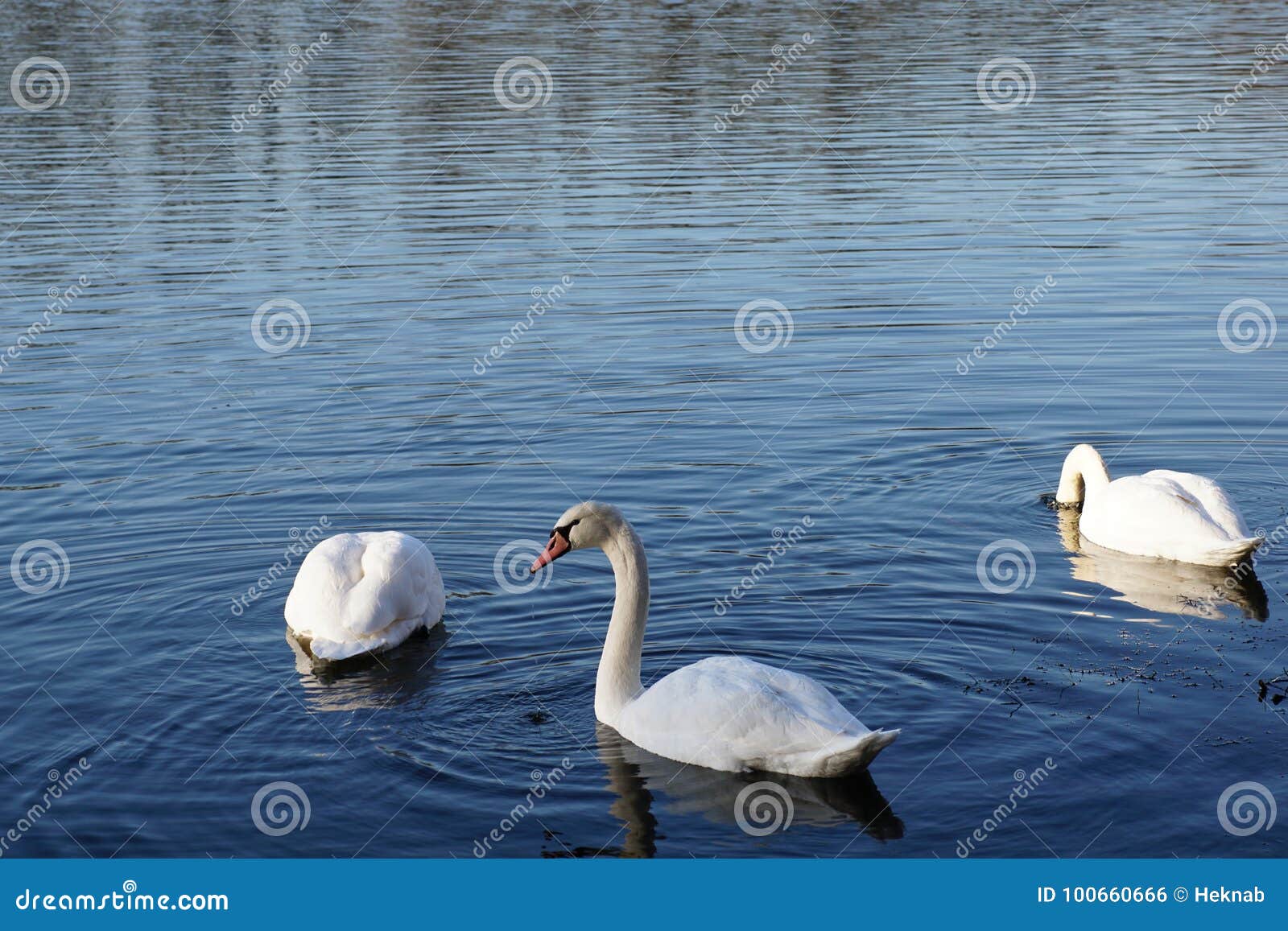 Three swans stock photo. Image of swan, swimming, mute - 100660666