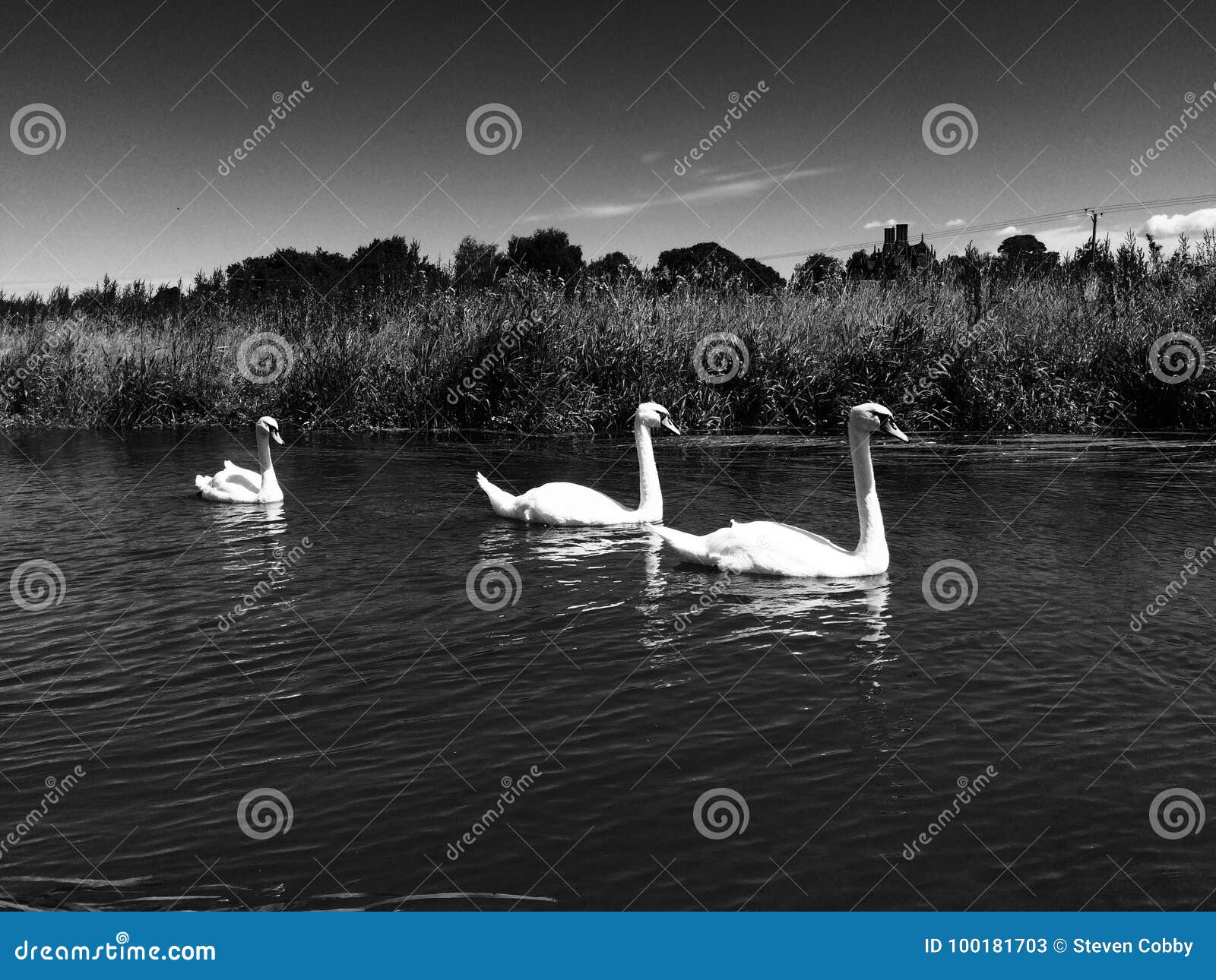 Three swans on a river stock image. Image of reeds, swans - 100181703