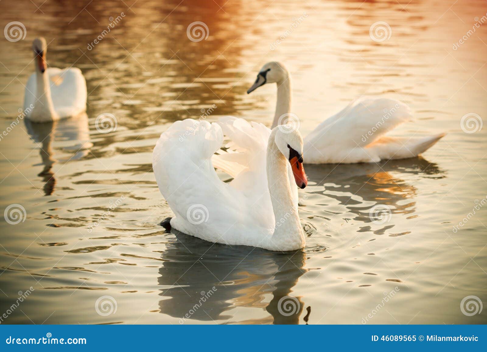 Three swans on a river stock image. Image of family, swan - 46089565