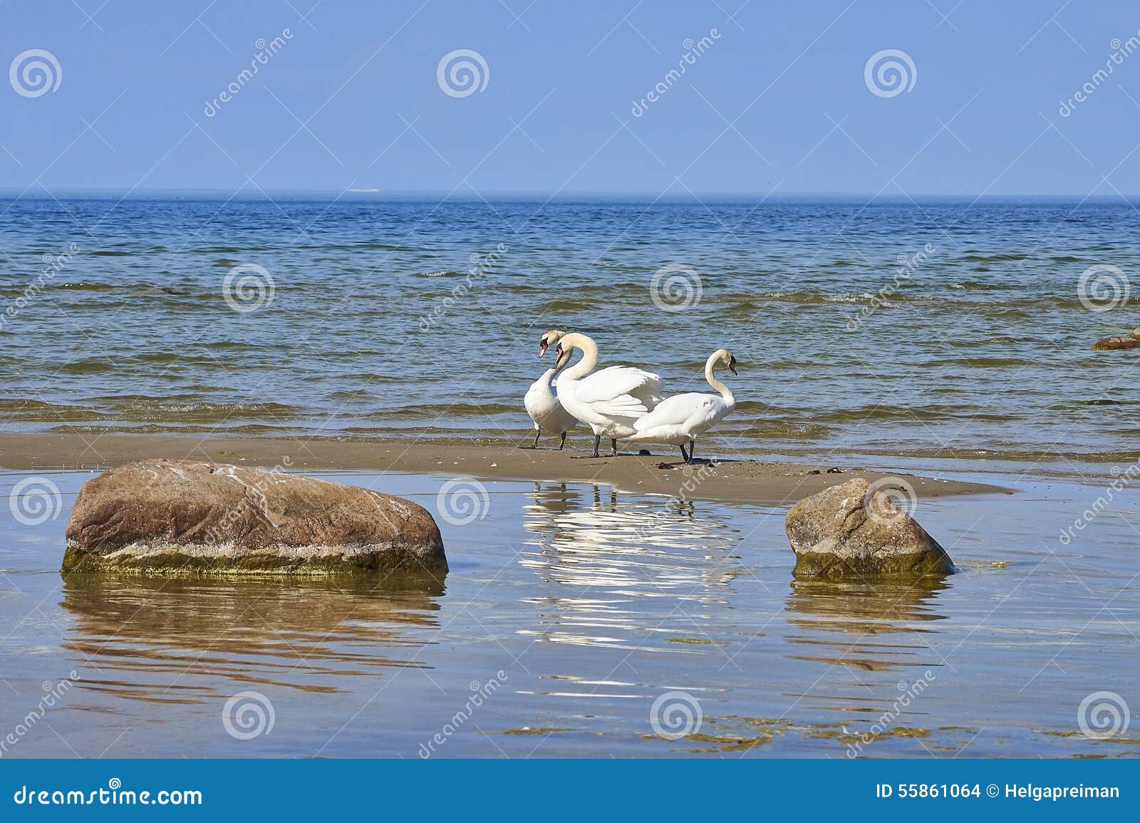 Three swans stock photo. Image of harjumaa, summer, swan - 55861064