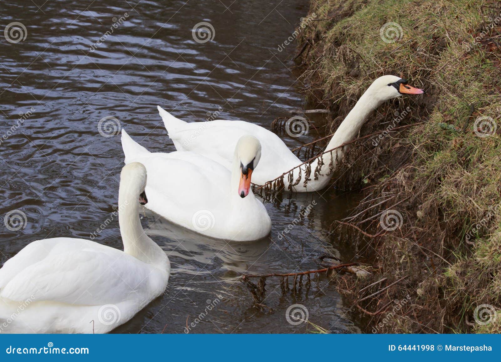 Three swans on the shore. stock photo. Image of horizontal - 64441998