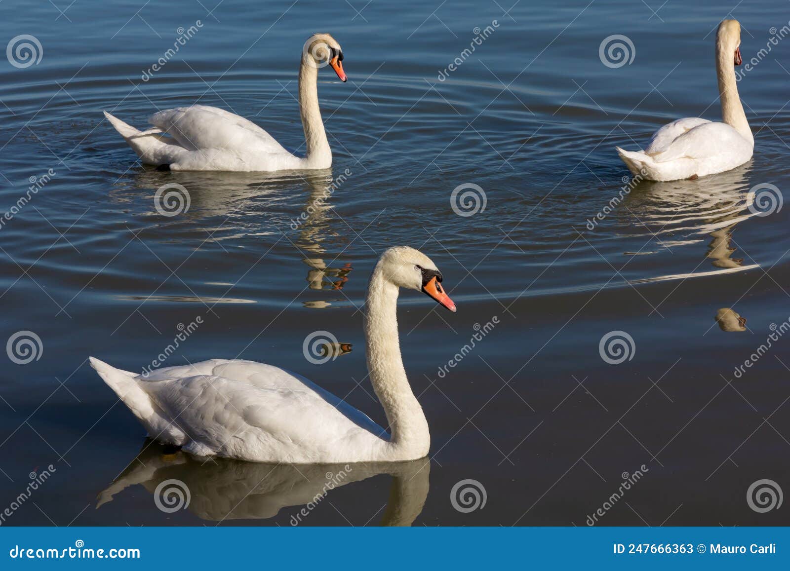 Three Swans on the Water stock image. Image of background - 247666363