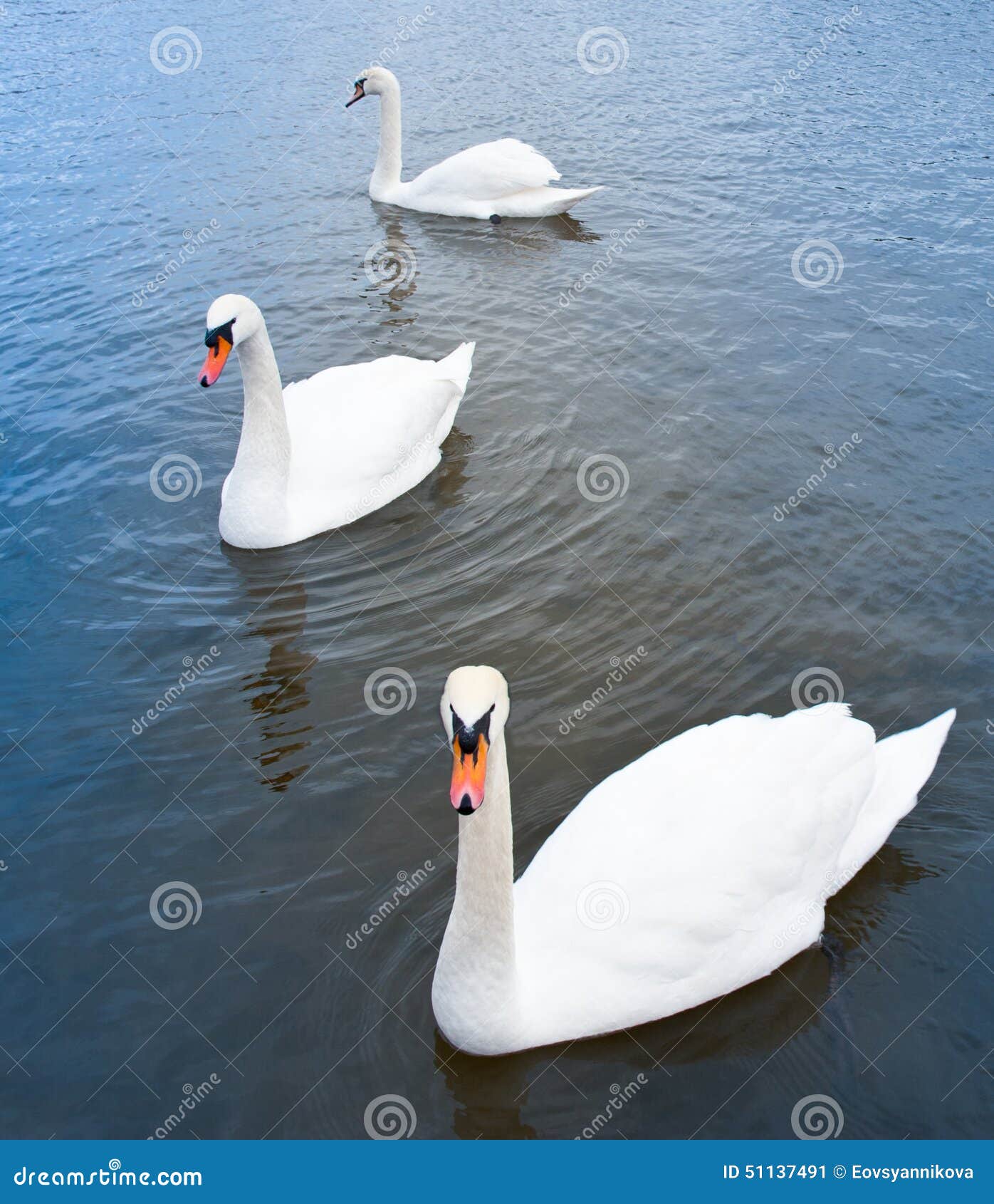 Three swans stock image. Image of nature, pond, water - 51137491