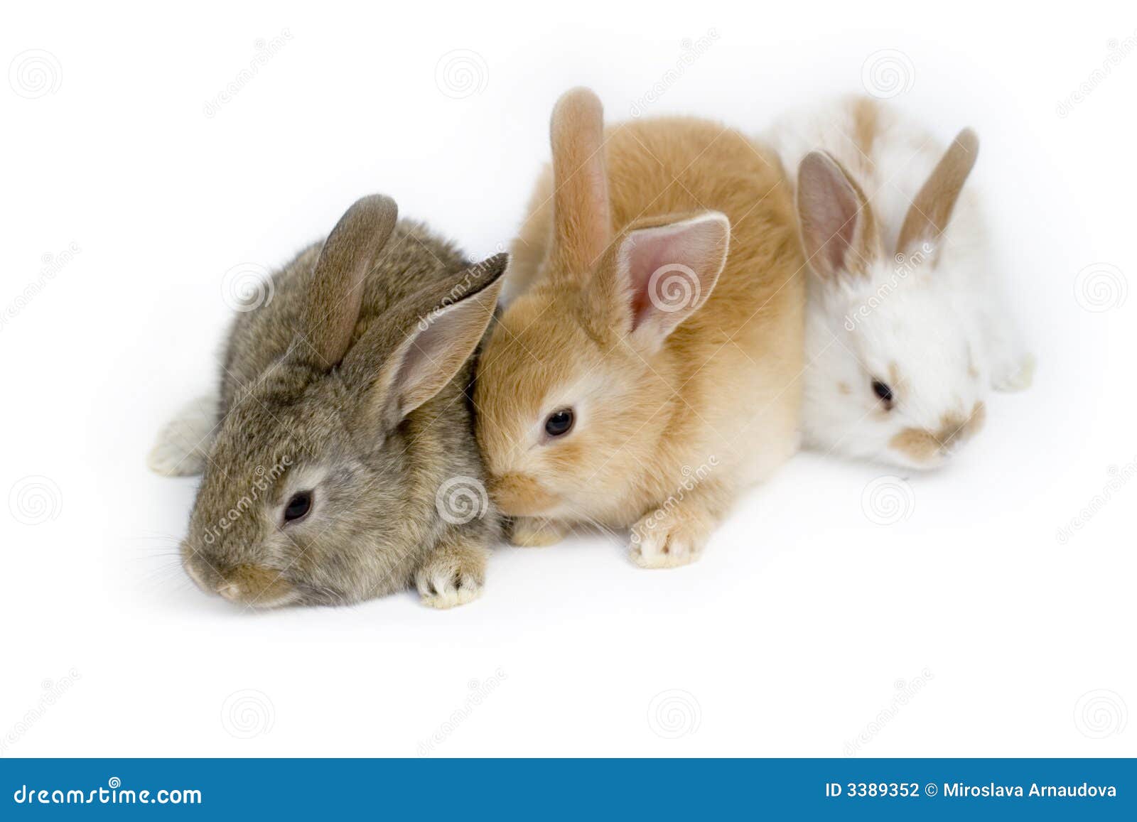 Three sweet baby rabbits stock photo. Image of together - 3389352