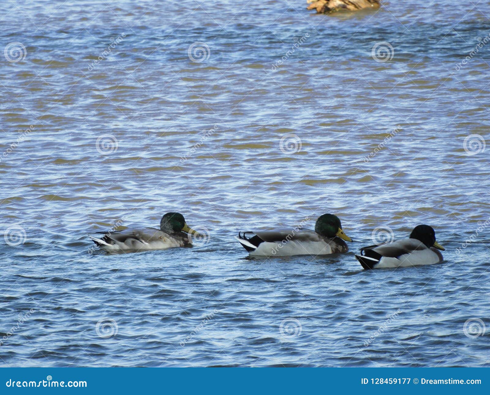 Three Swimming Mallard Ducks Stock Image - Image of american, three ...