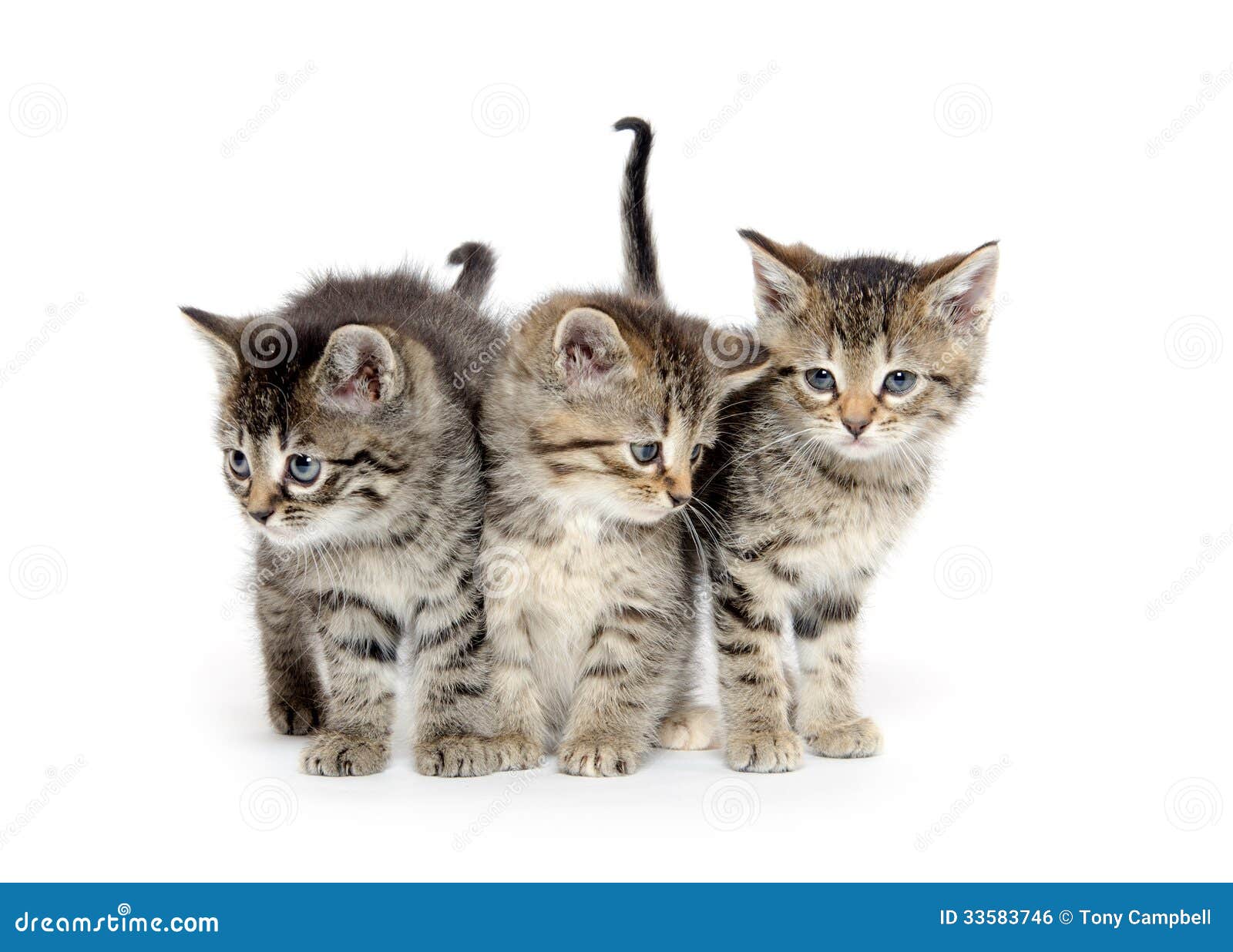 Three tabby kittens stock photo. Image of feline, animals - 33583746
