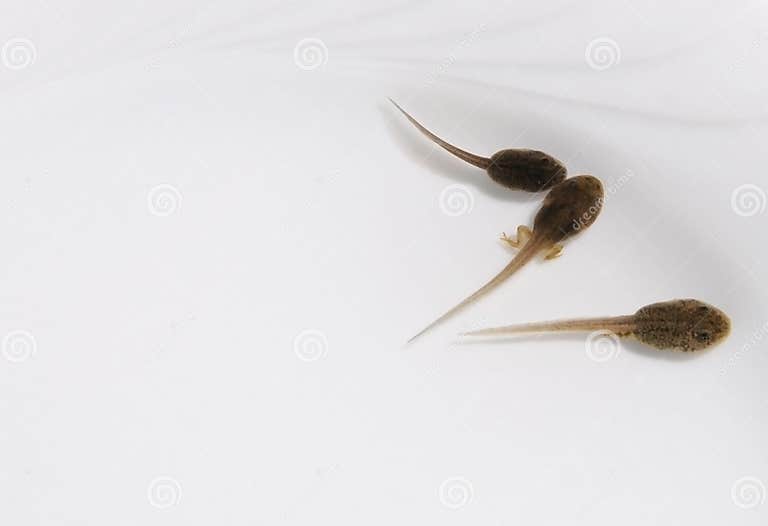 Three tadpoles stock photo. Image of reptile, eyes, white - 5918610