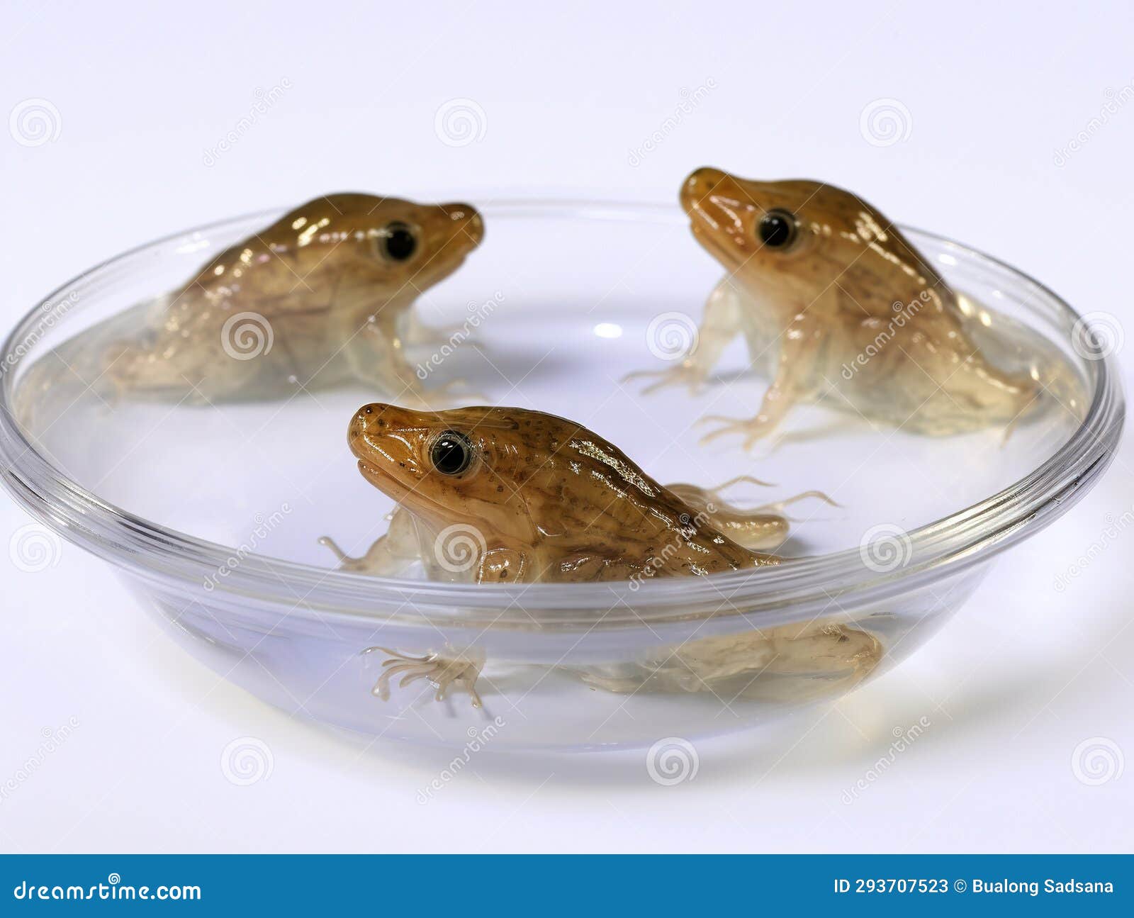 Ai Generated Illustration Wildlife Concept of Three Tadpoles Stock ...
