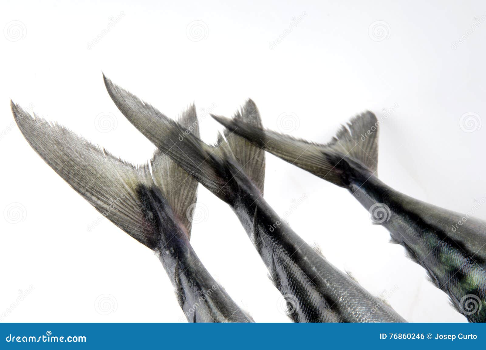Three tails of mackerel, stock photo. Image of isinglass - 76860246