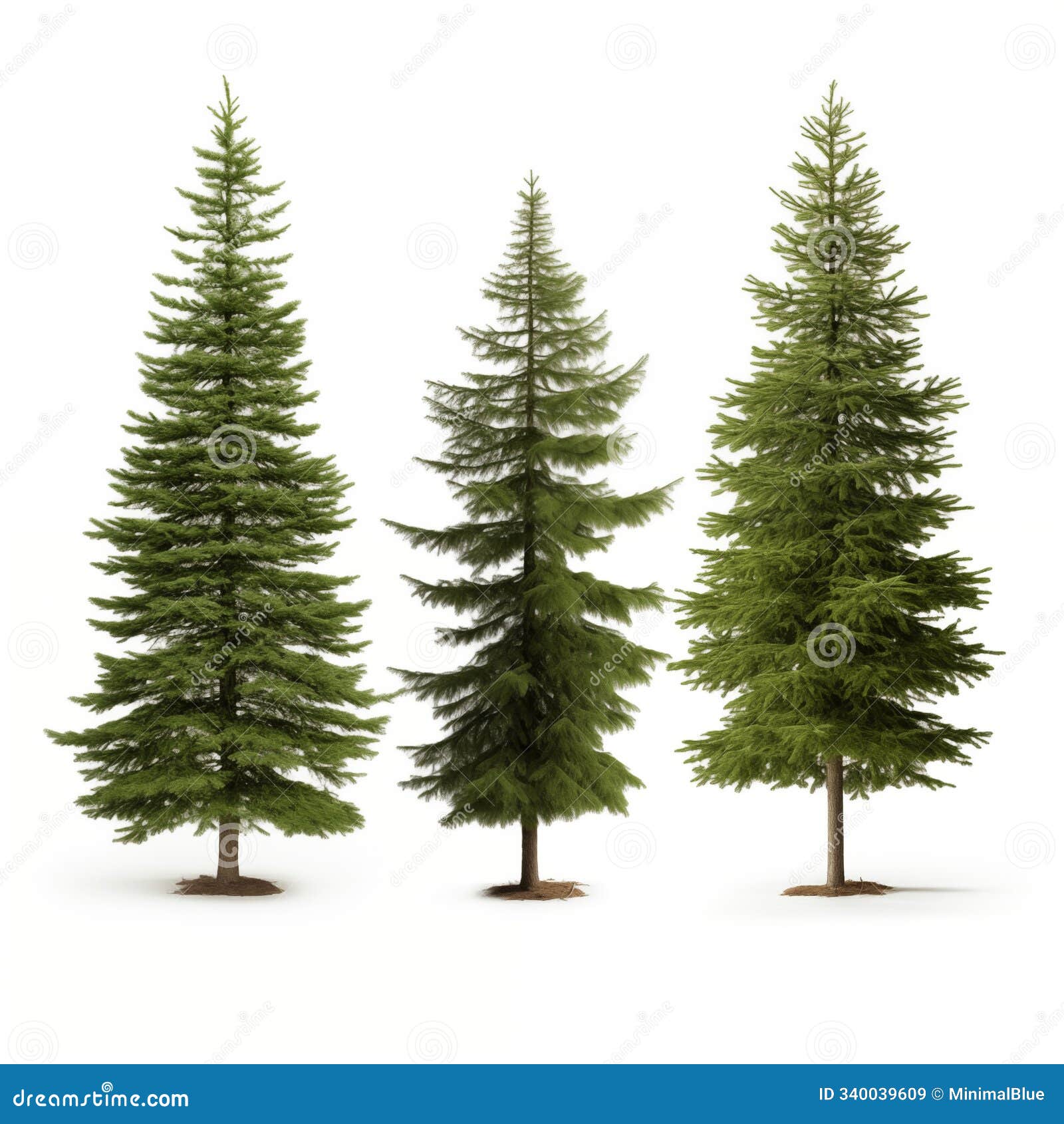 Three Tall Evergreen Trees Standing in a Row on a White Background ...