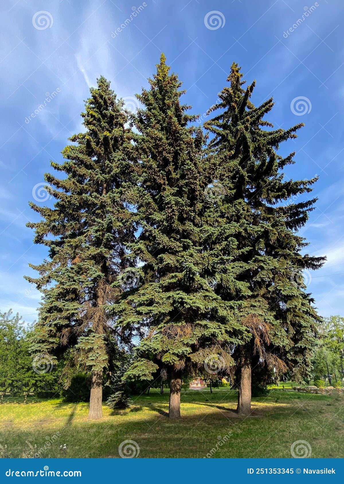 Three Tall Fir Trees Against a Blue Sky with Clouds Stock Image - Image ...